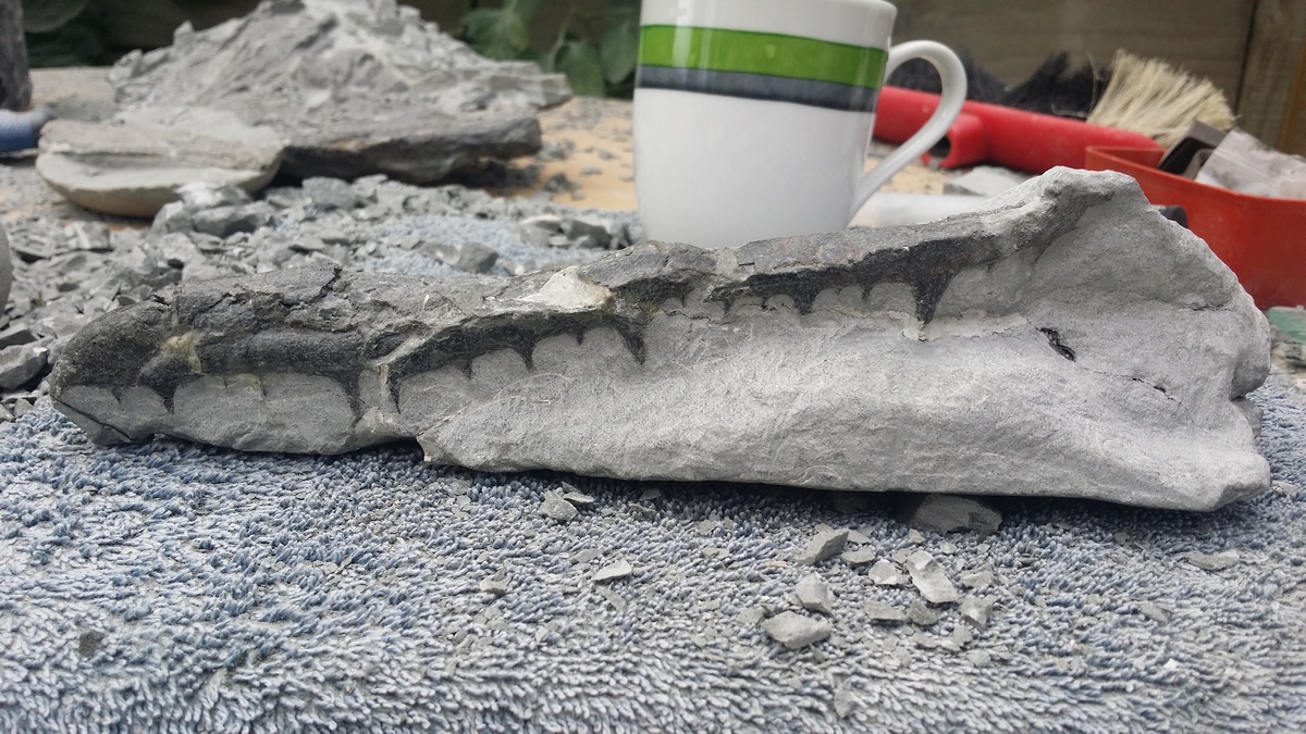 pelagornithid - Member Collections - The Fossil Forum
