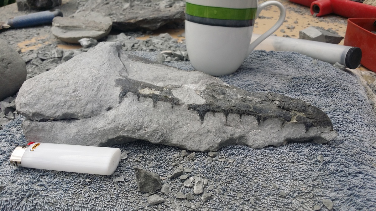 pelagornithid - Member Collections - The Fossil Forum