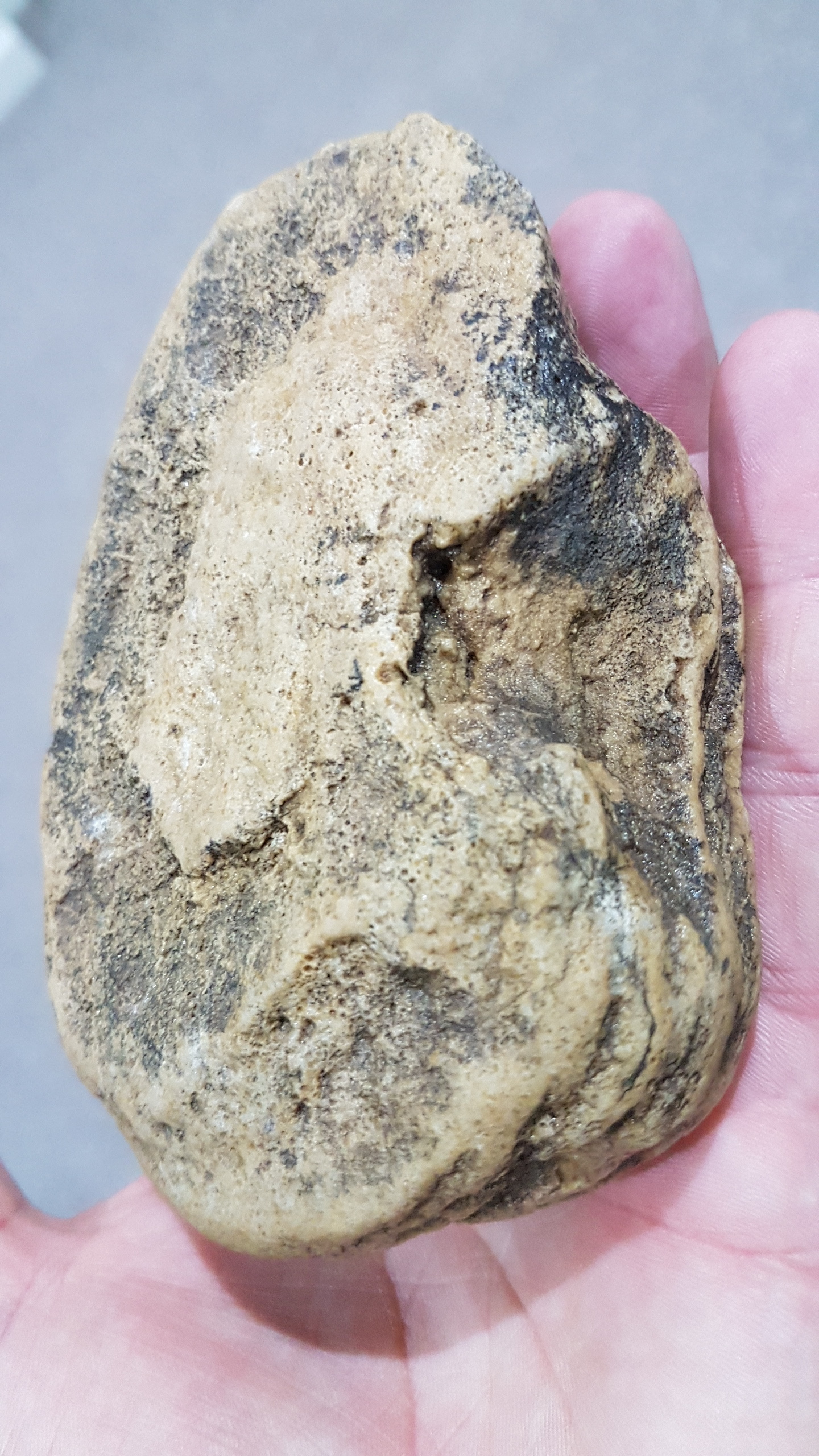 Found this on Yorkshire coast, just rock ? - Fossil ID - The Fossil Forum