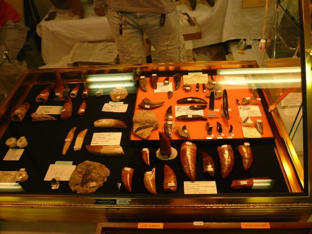 Japan Fossil Show - General Fossil Discussion - The Fossil Forum