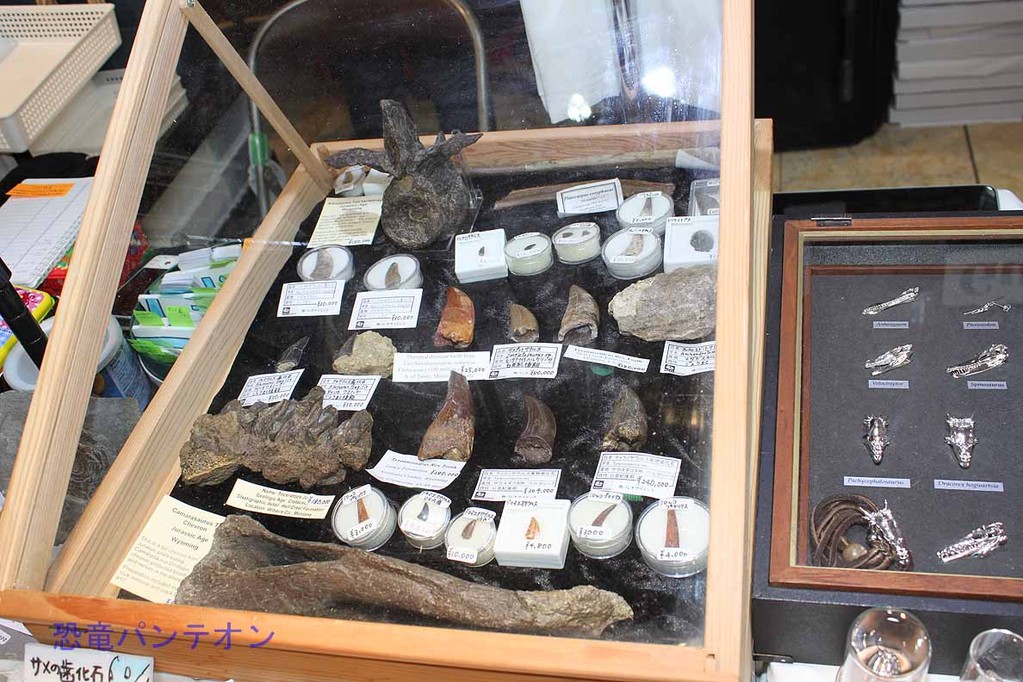 Japan Fossil Show - General Fossil Discussion - The Fossil Forum