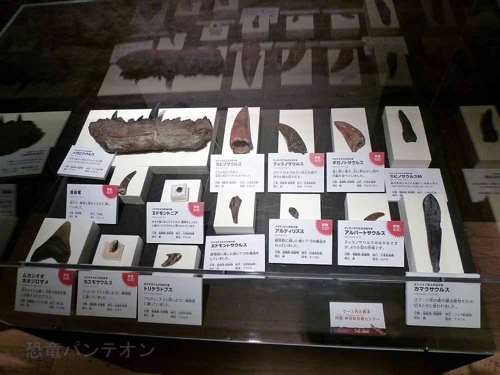 Japan Fossil Show - General Fossil Discussion - The Fossil Forum