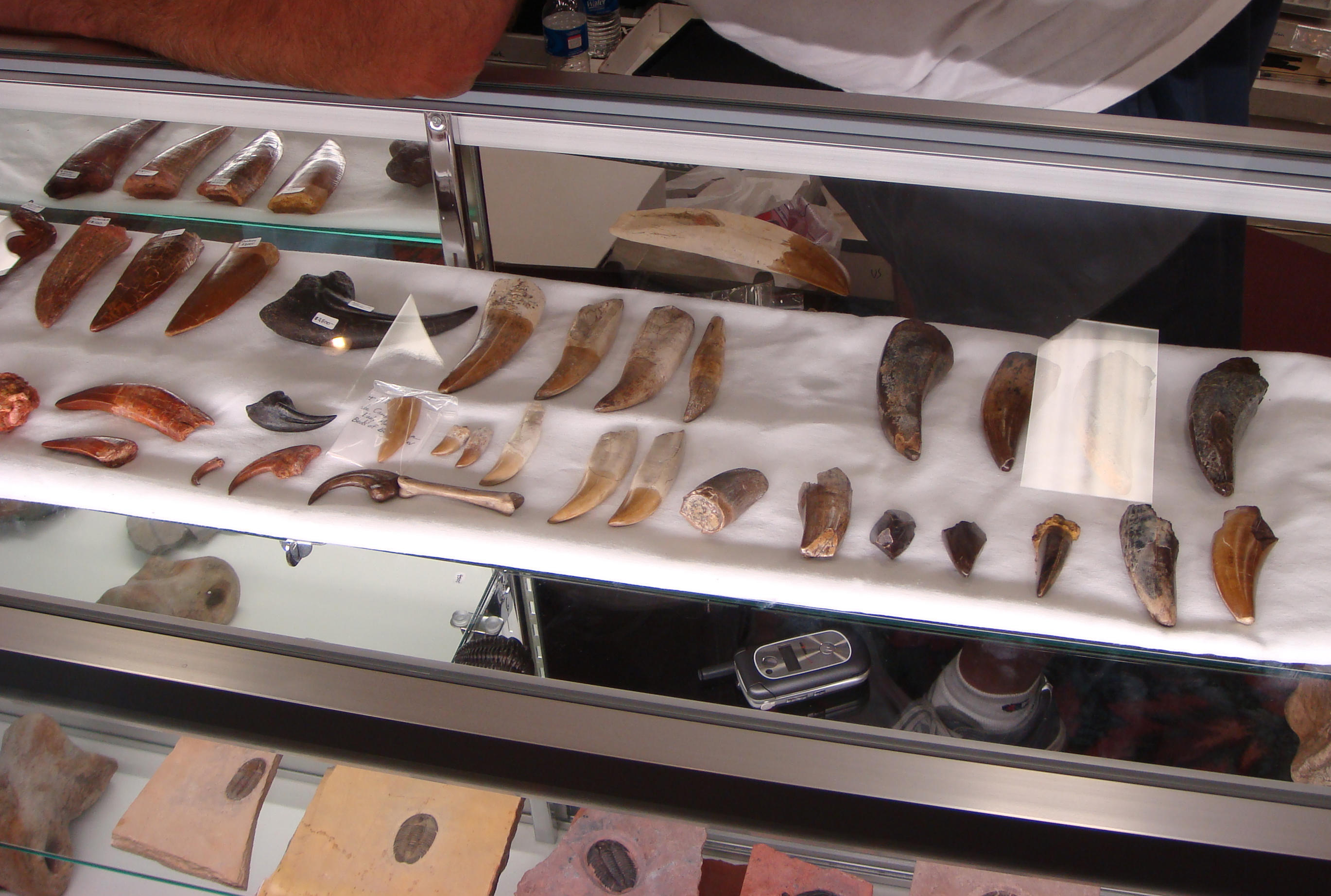 Japan Fossil Show - General Fossil Discussion - The Fossil Forum