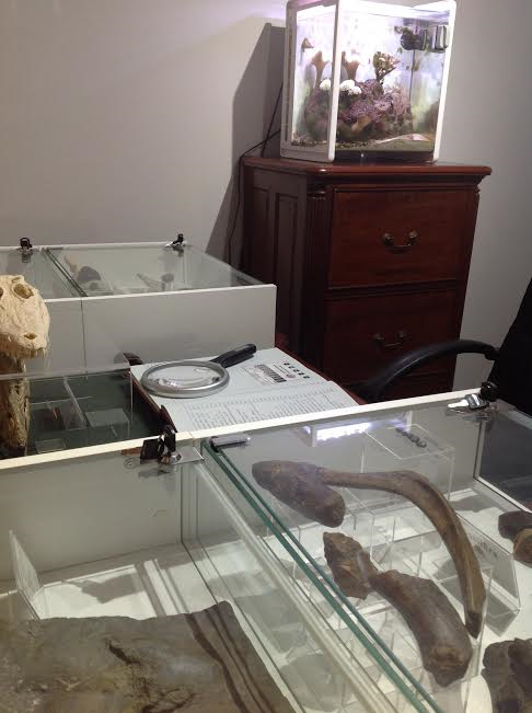 Reorganising fossil room - Member Collections - The Fossil Forum