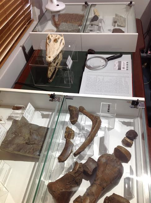 Reorganising fossil room - Member Collections - The Fossil Forum