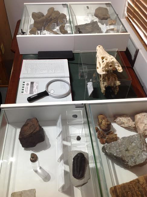 Reorganising fossil room - Member Collections - The Fossil Forum