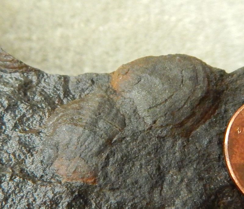 Millrift Formation PA Upper Devonian - Fossil Hunting Trips - The ...