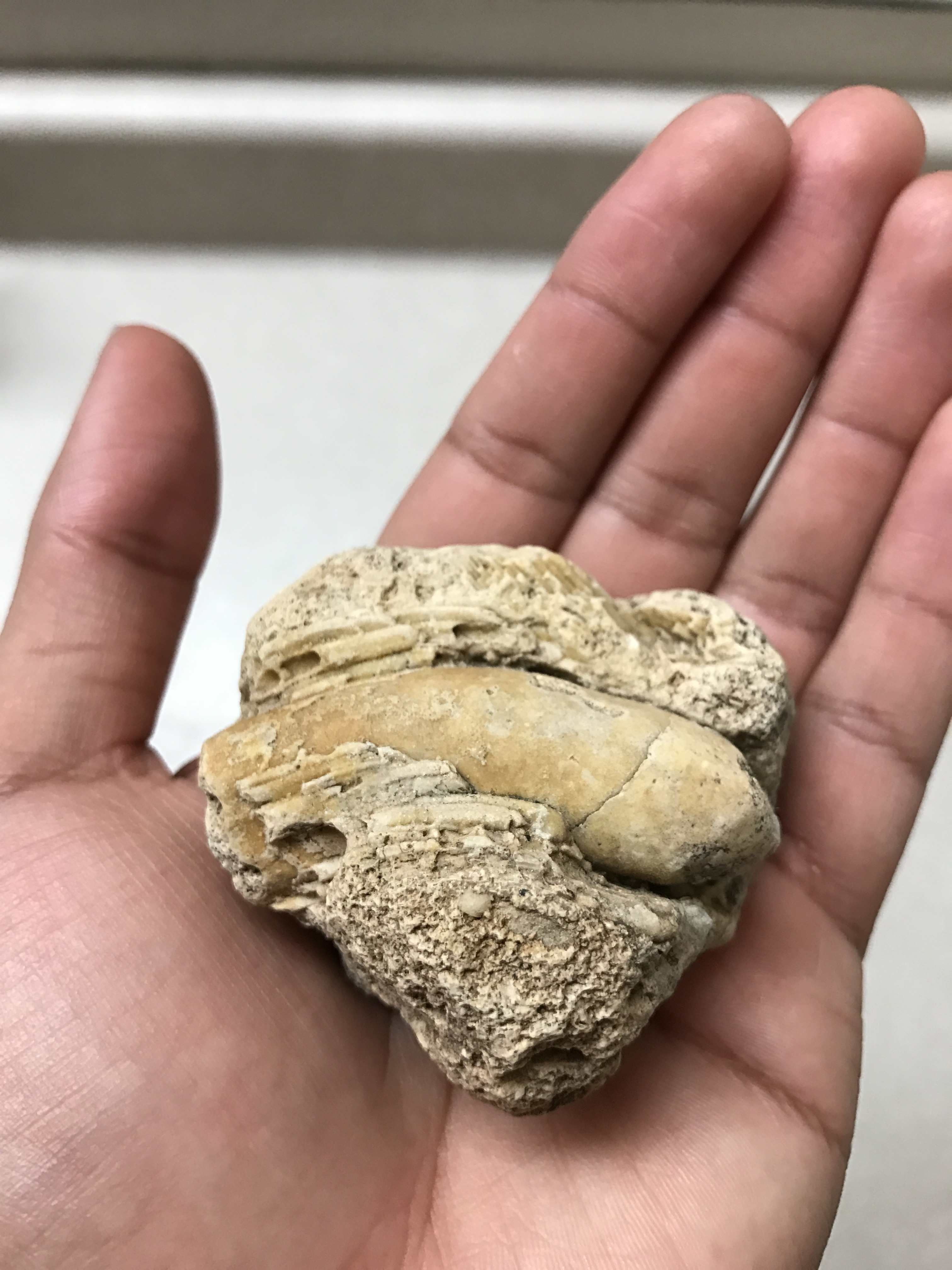 tooth in coral? - Fossil ID - The Fossil Forum