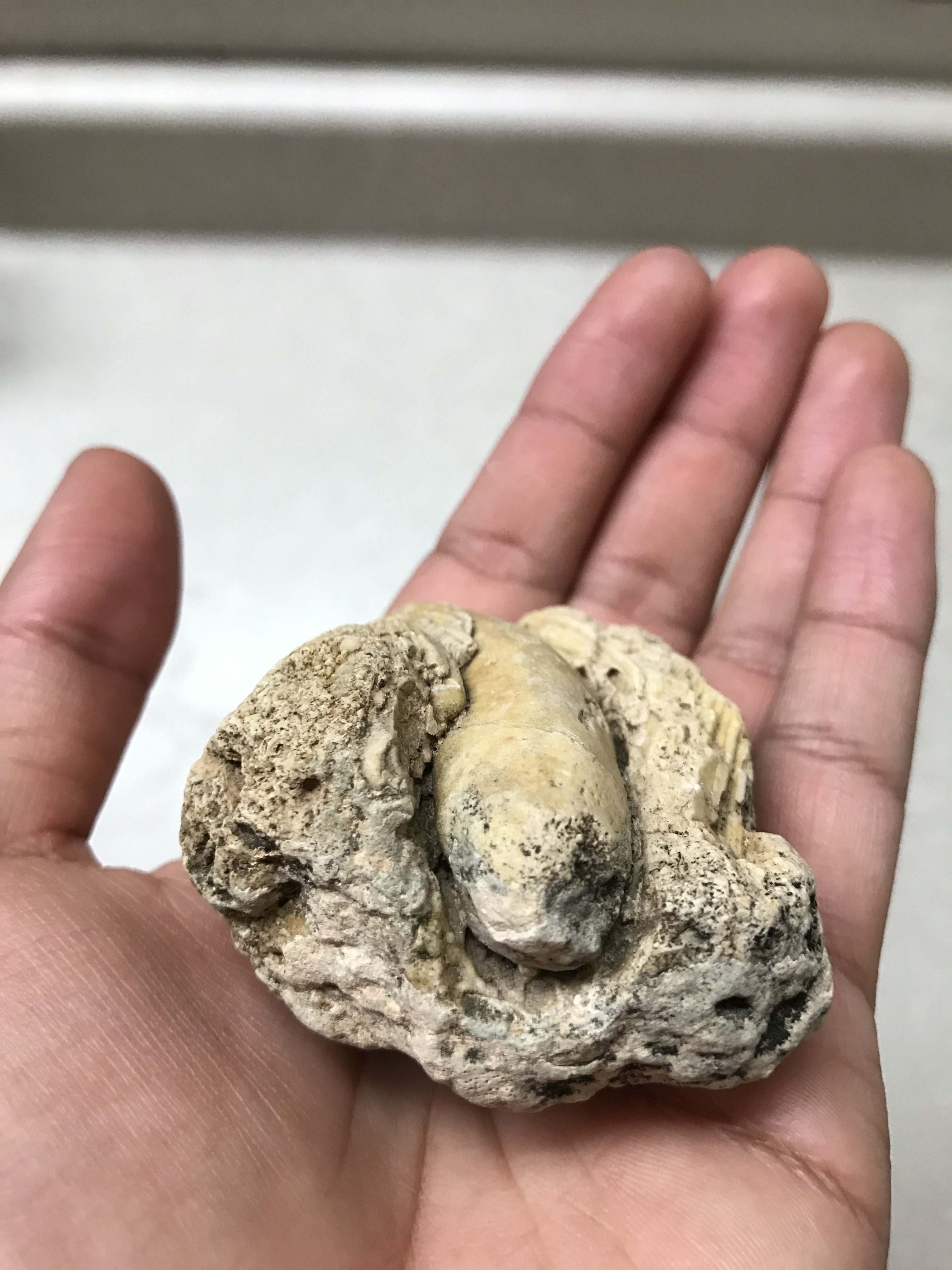 tooth in coral? - Fossil ID - The Fossil Forum