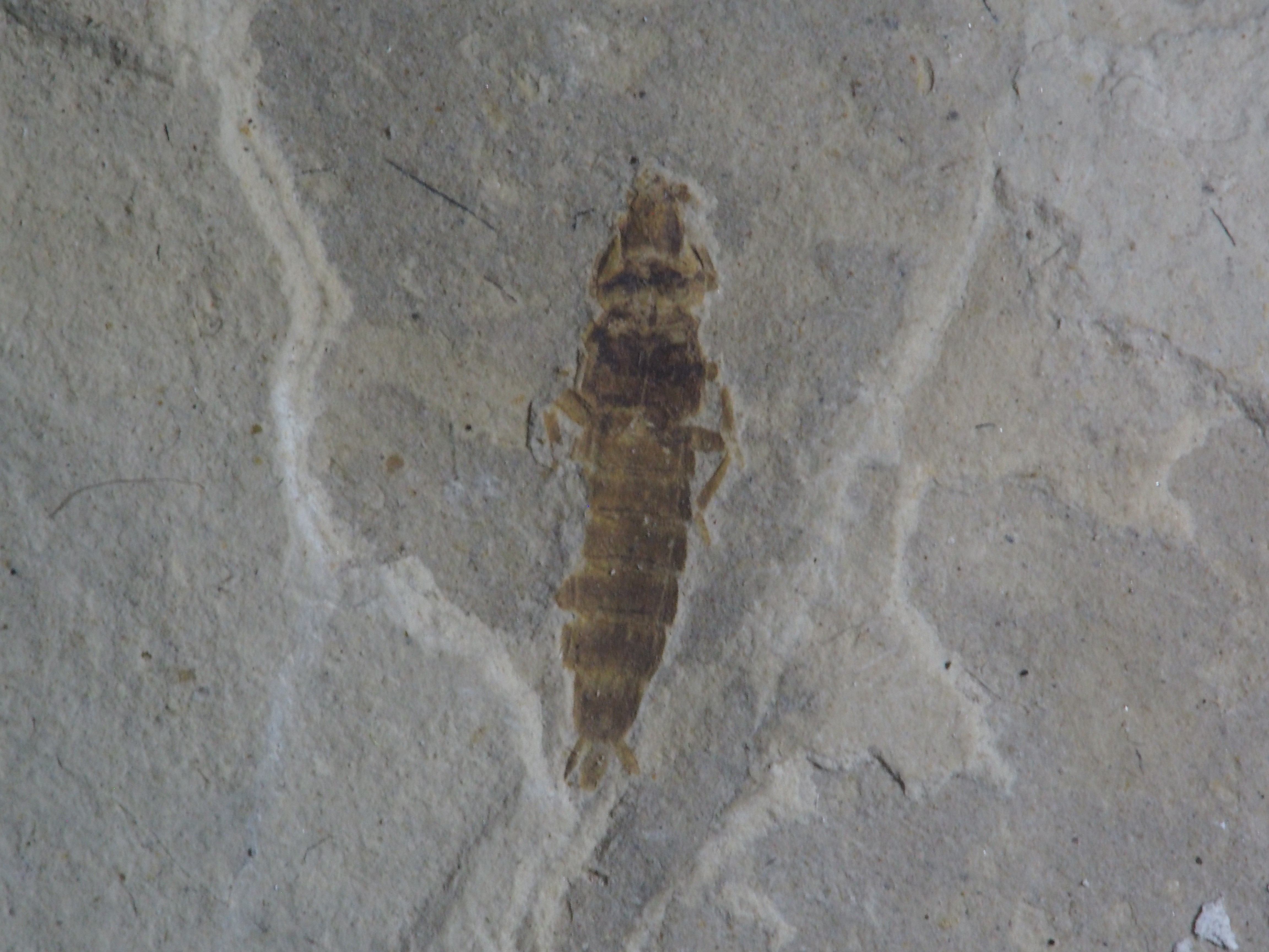Several insects from the Jurassic of Inner Mongolia - Fossil ID - The ...