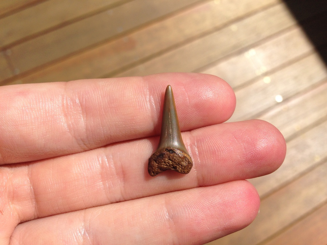 Mako Shark Tooth- Which Species? - Fossil ID - The Fossil Forum