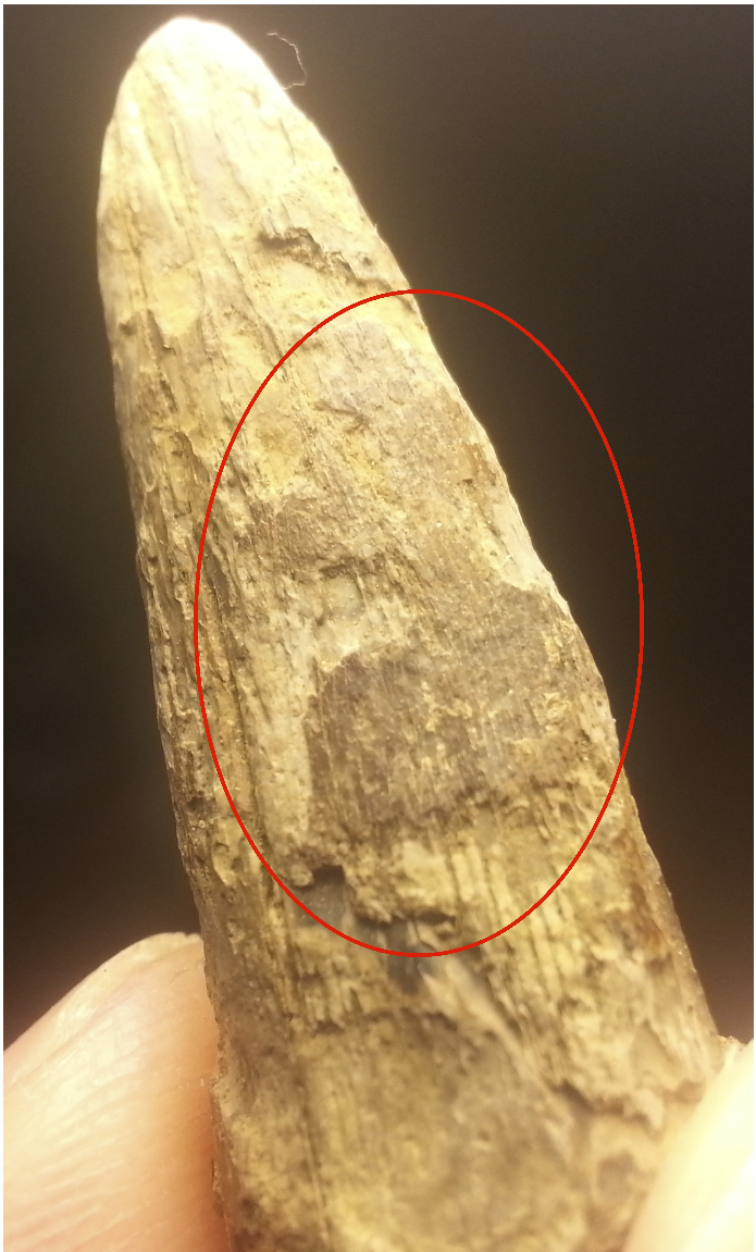 Tooth- Monmouth Co NJ Cretaceous - Fossil ID - The Fossil Forum