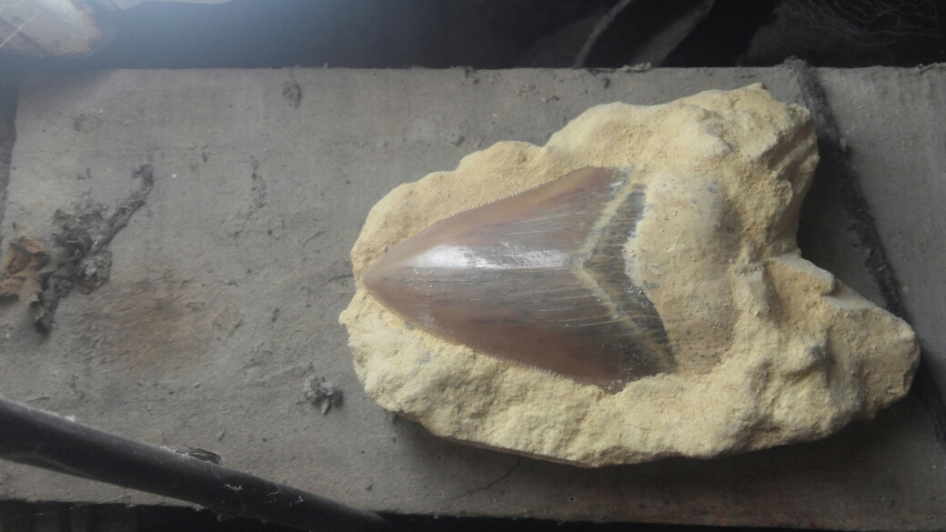 Cuban Meg Tooth in Matrix - General Discussion - The Fossil Forum