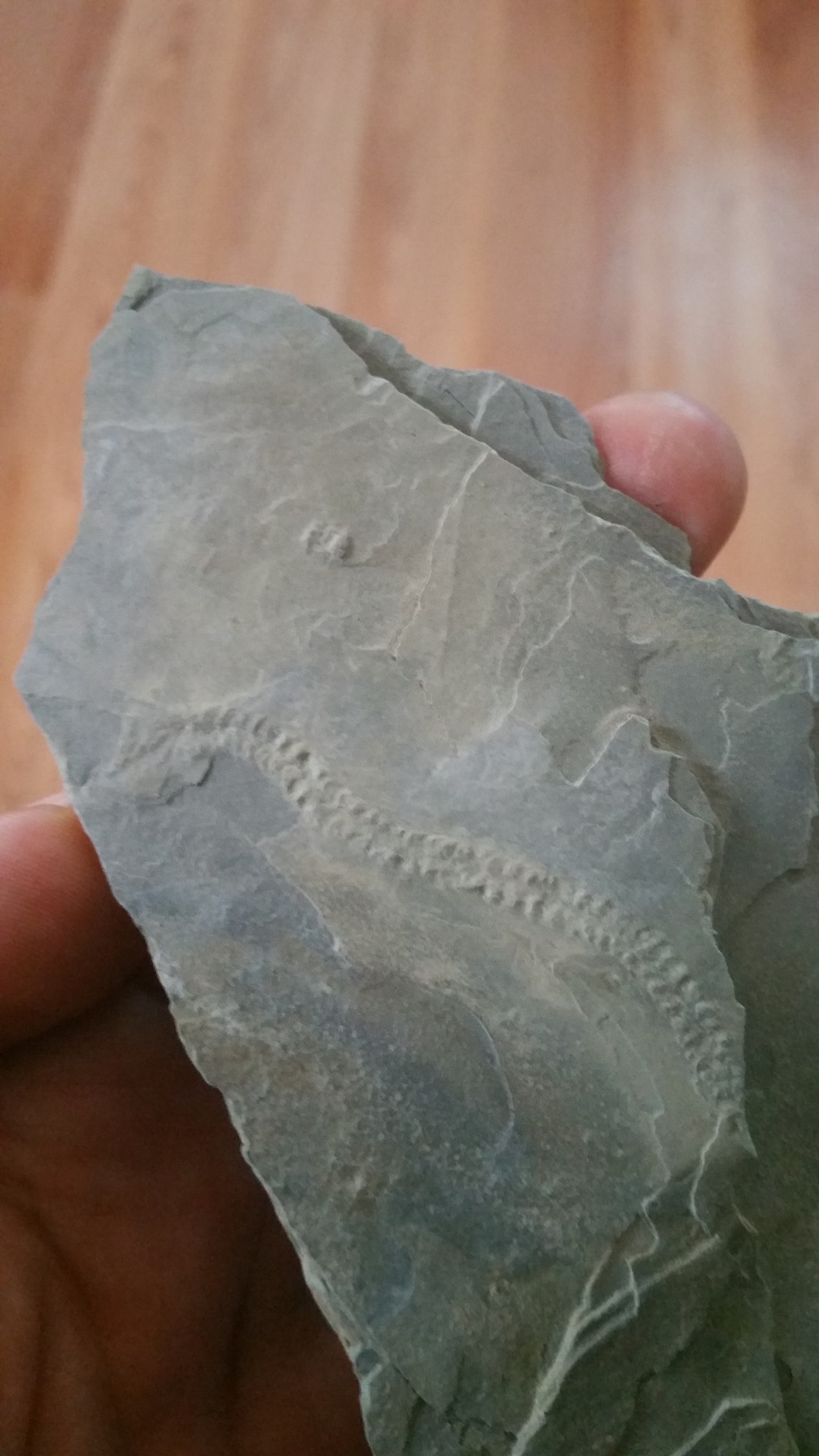 Partial snake fossil - Fossil ID - The Fossil Forum