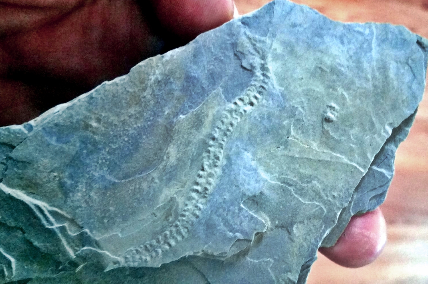 Partial snake fossil - Fossil ID - The Fossil Forum