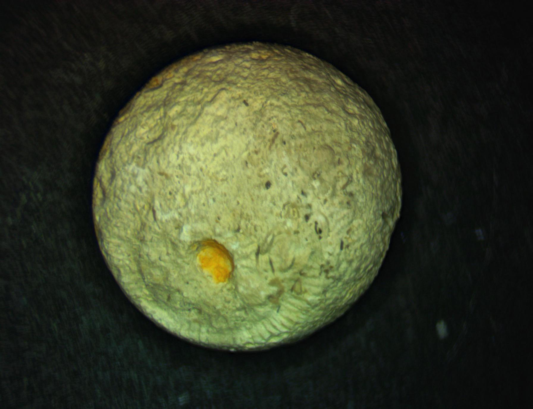 Fossil ball? - Fossil ID - The Fossil Forum
