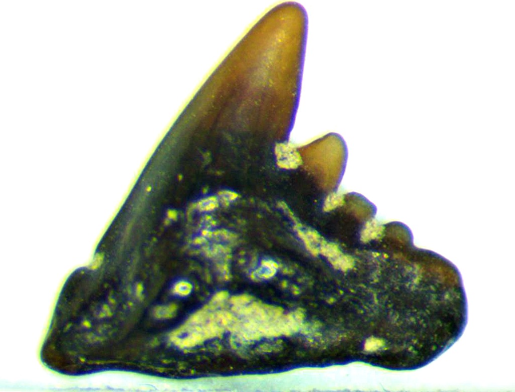 Aurora NC Pungo ID's - Fossil ID - The Fossil Forum