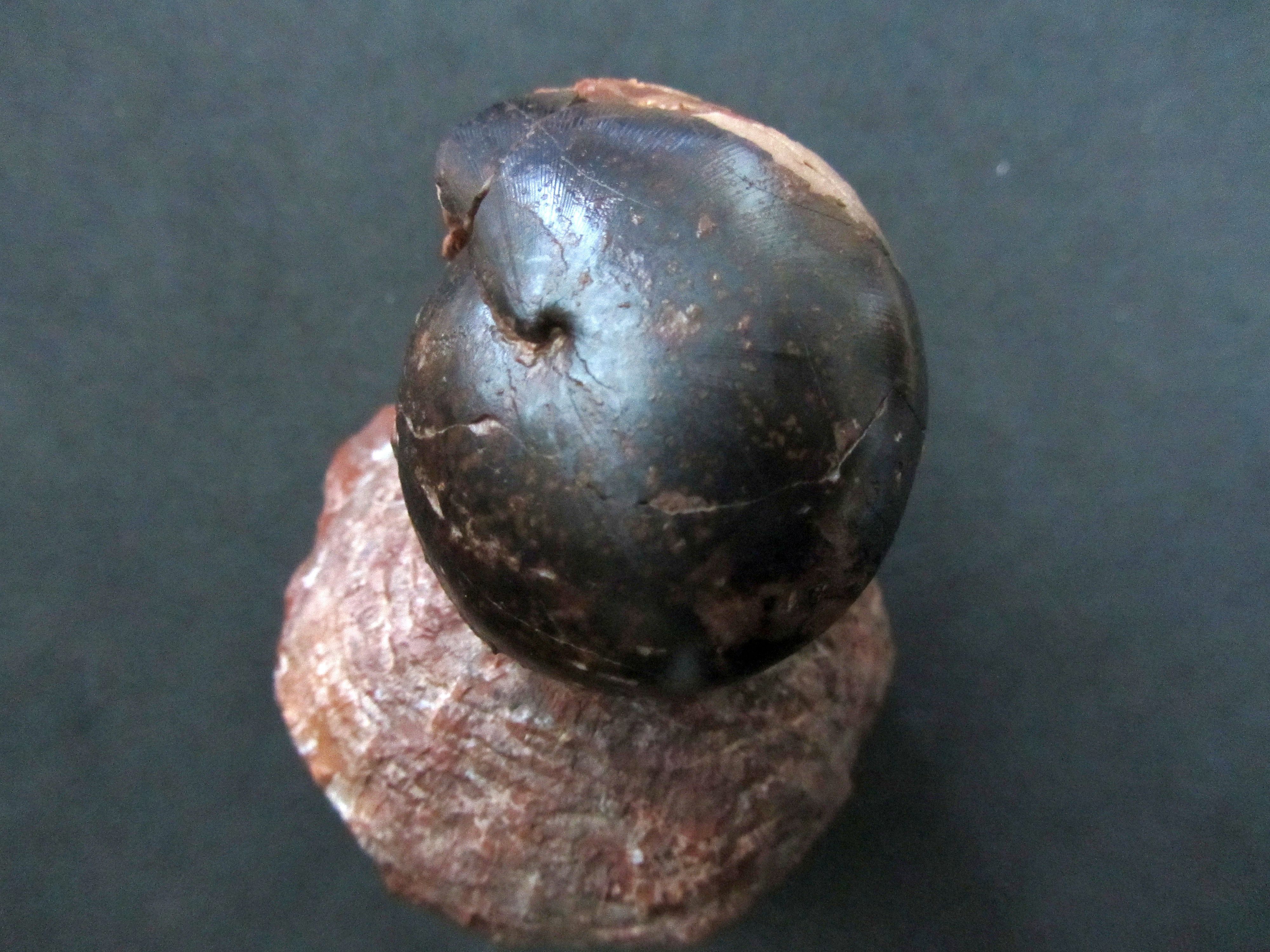 Arcestes cf. opertus (Mojsisovics 1875) - Ammonoids - The Fossil Forum