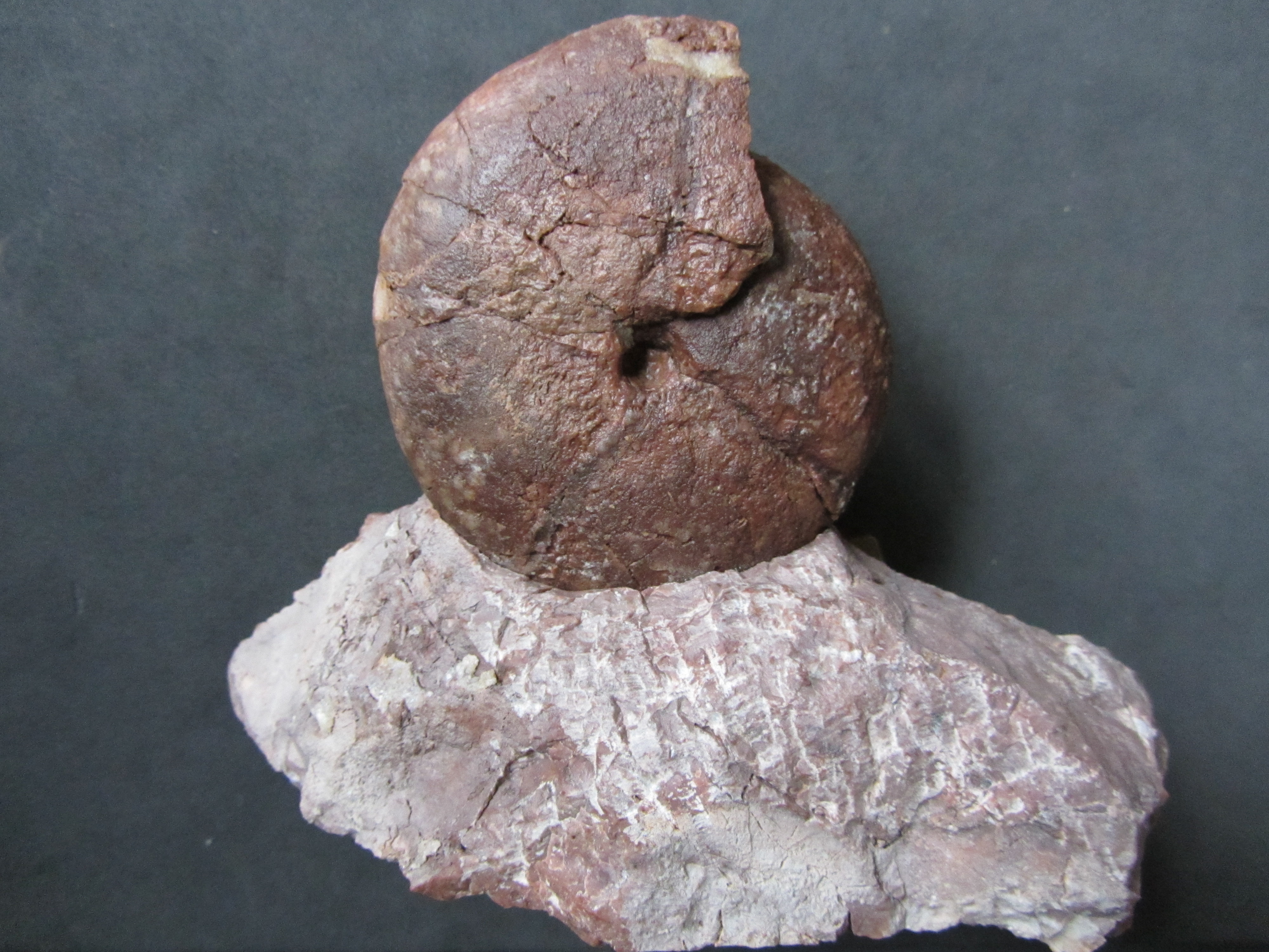 Joannites klipsteini (Mojsisovics 1875) - Ammonoids - The Fossil Forum