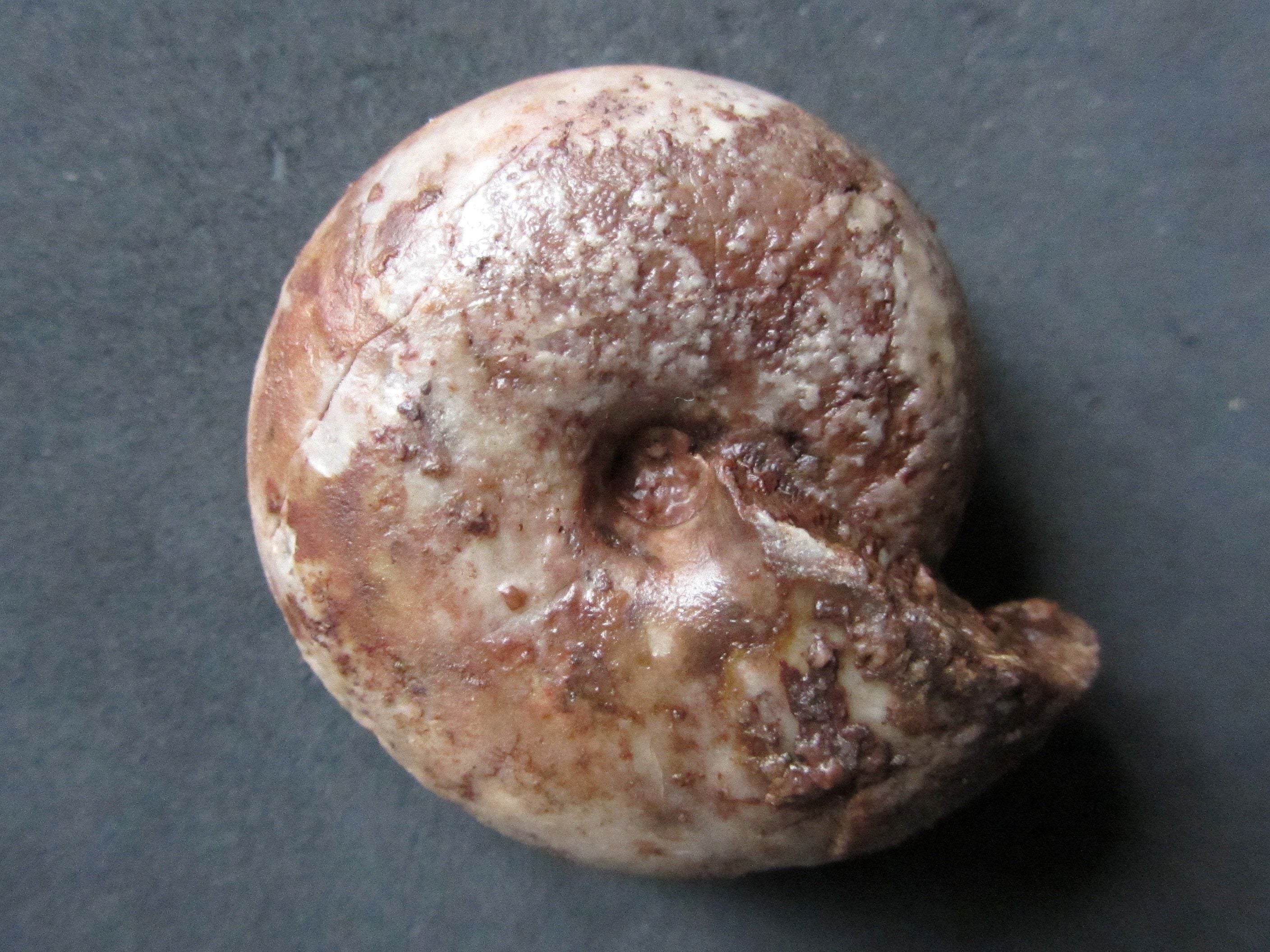Arcestes (Proarcestes) gaytani (Klipstein 1843) - Ammonoids - The ...