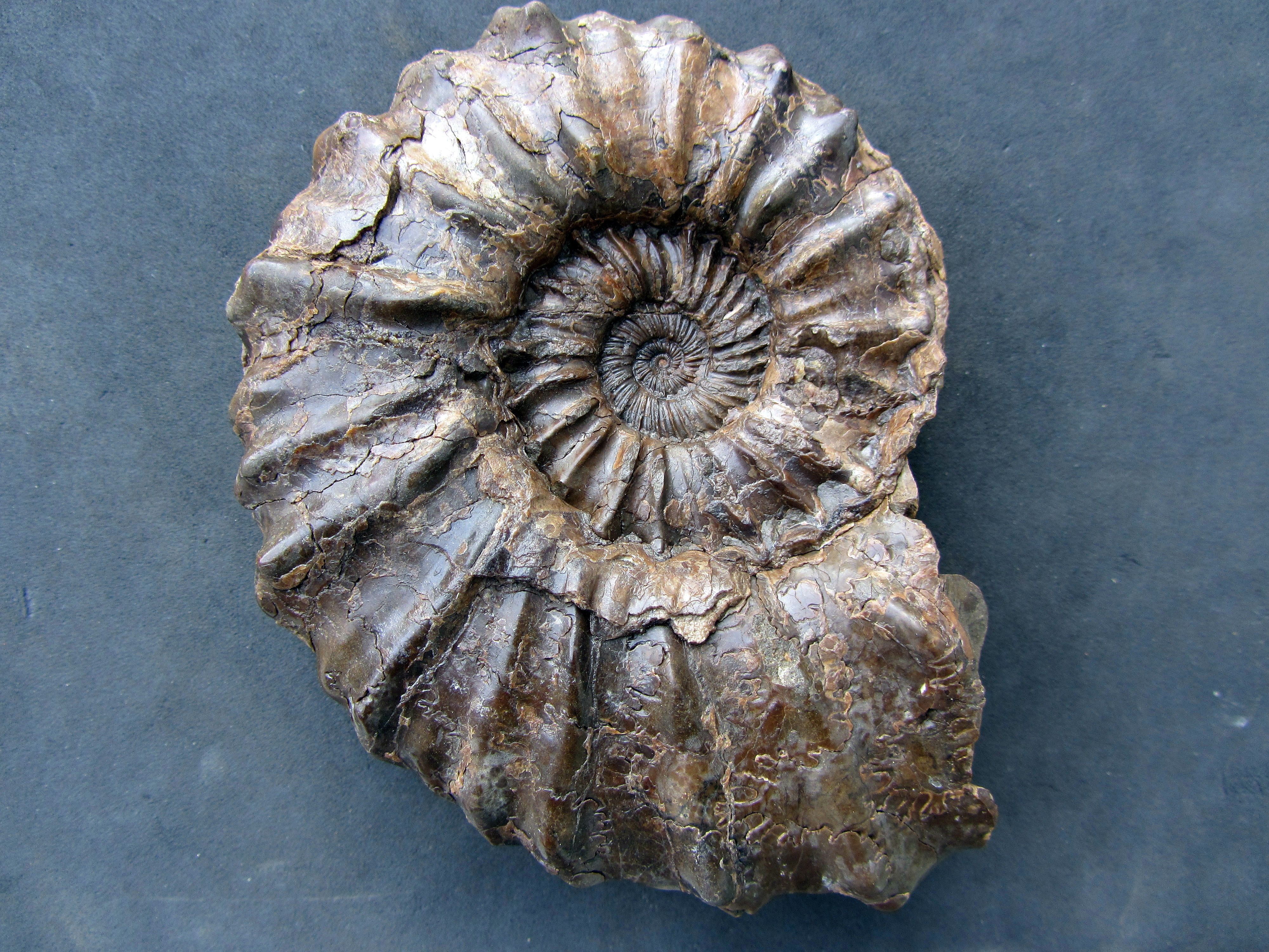 Prionocyclus hyatti (Stanton 1894) - Ammonoids - The Fossil Forum