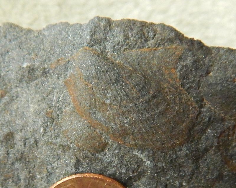 Millrift Formation PA Upper Devonian - Fossil Hunting Trips - The ...
