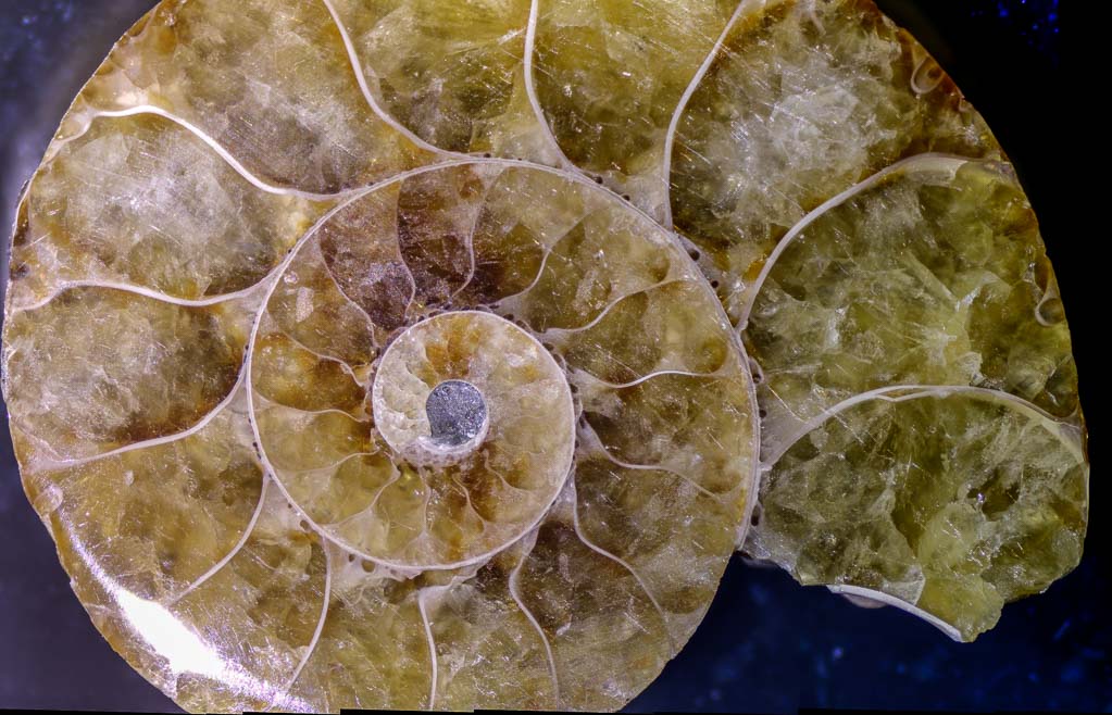 Chambered Ammonite in thin section - Micro-paleontology - The Fossil Forum