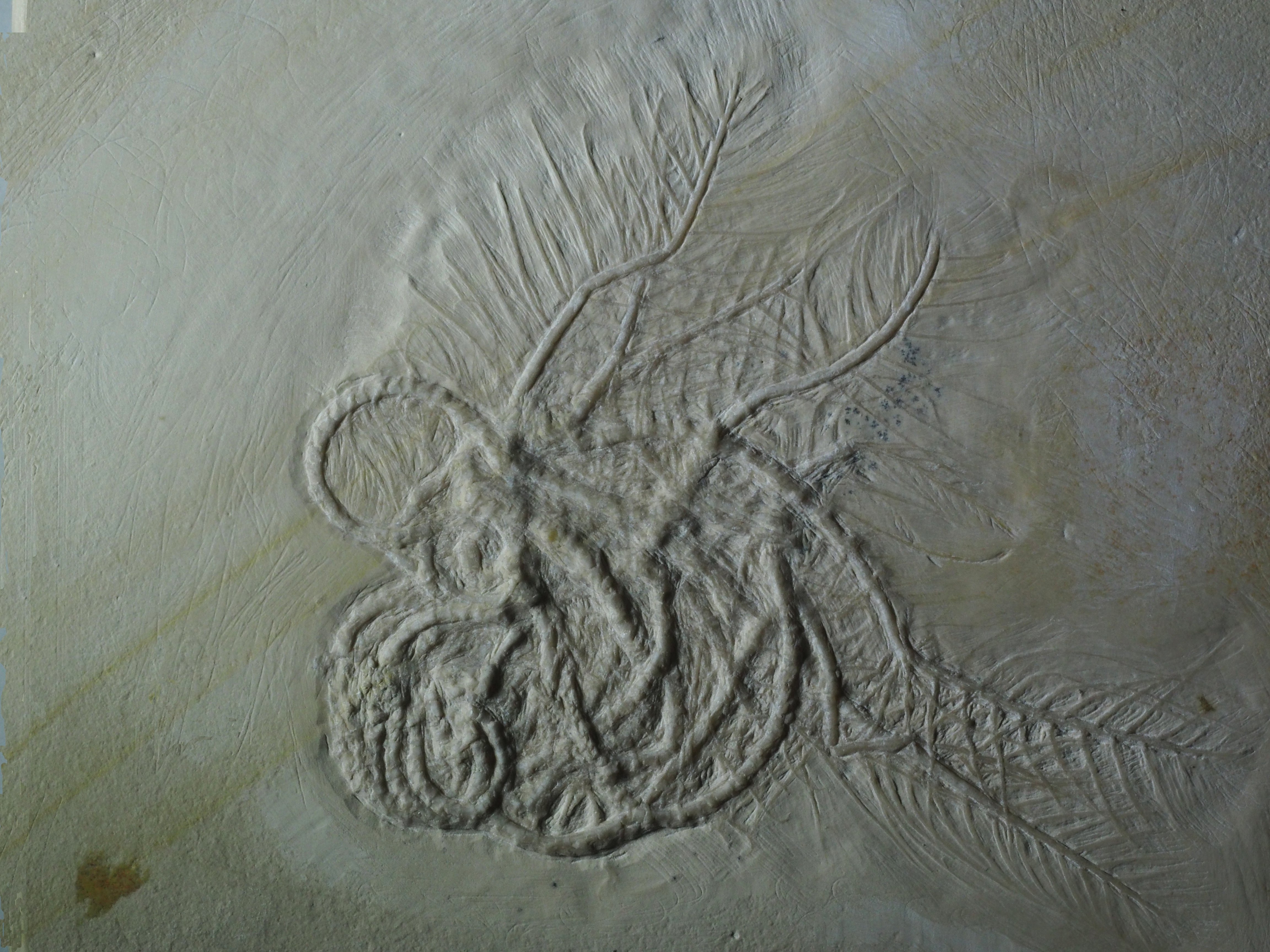 Comaturella formosa WALTHER, 1904 - Crinoids & Blastoids - The Fossil Forum