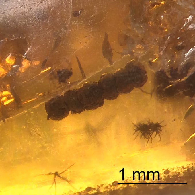 Flying Insect with a Parasitic Fungus (in Dominican Amber)? - Fossil ID ...