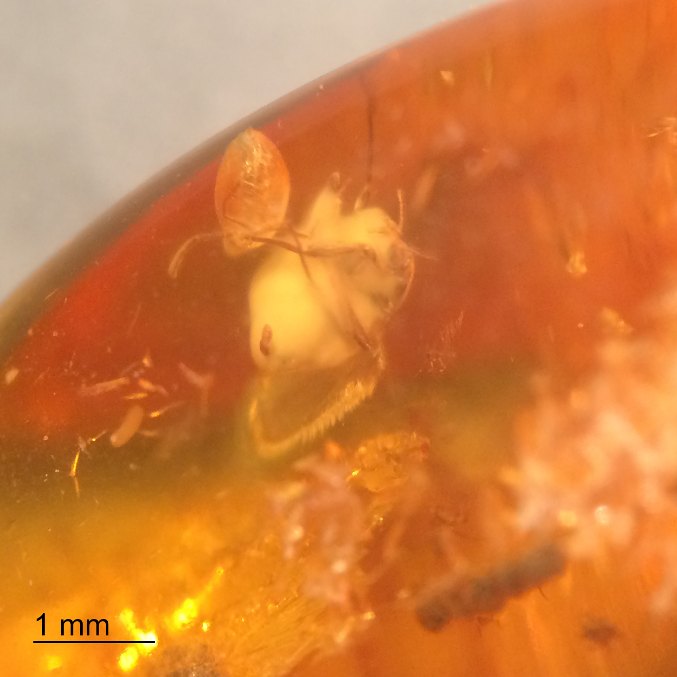 Flying Insect with a Parasitic Fungus (in Dominican Amber)? - Fossil ID ...