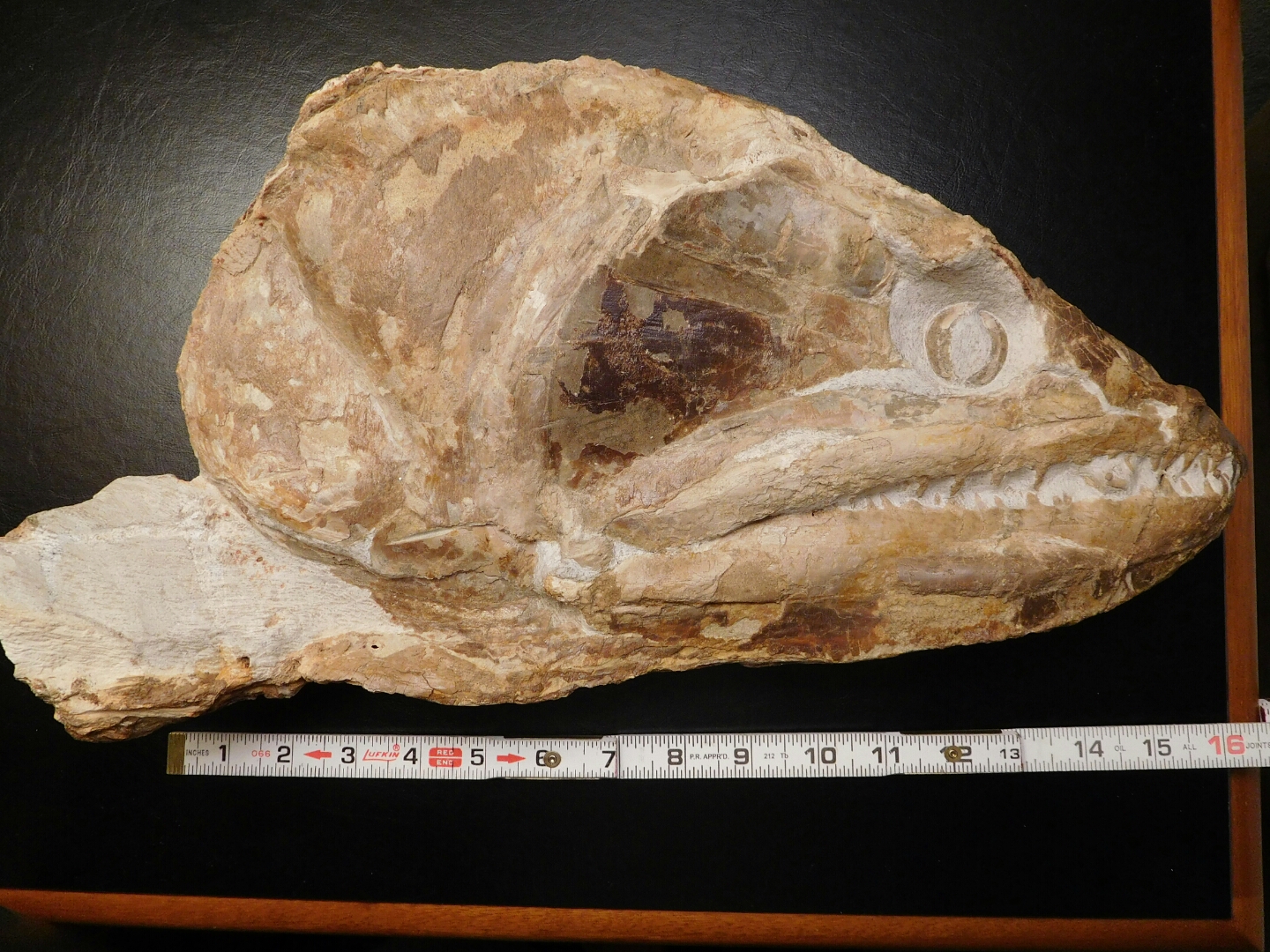 Morocco Fish Skull - Fossil ID - The Fossil Forum