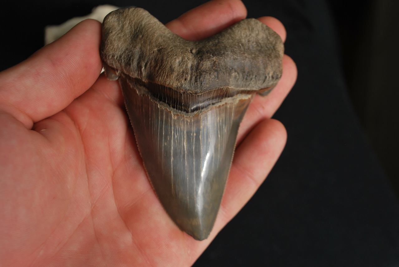 Finally - Four inch Angustidens!! - Fossil Hunting Trips - The Fossil Forum