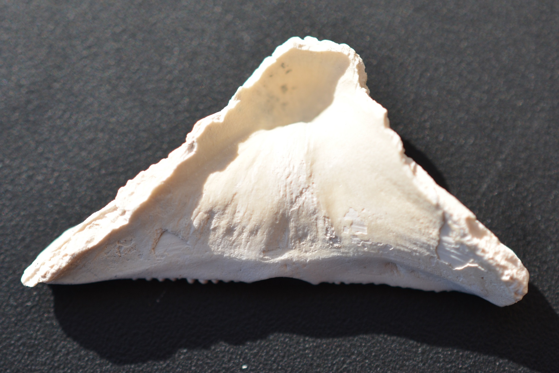 Unknown Shell from Florida??? - Fossil ID - The Fossil Forum