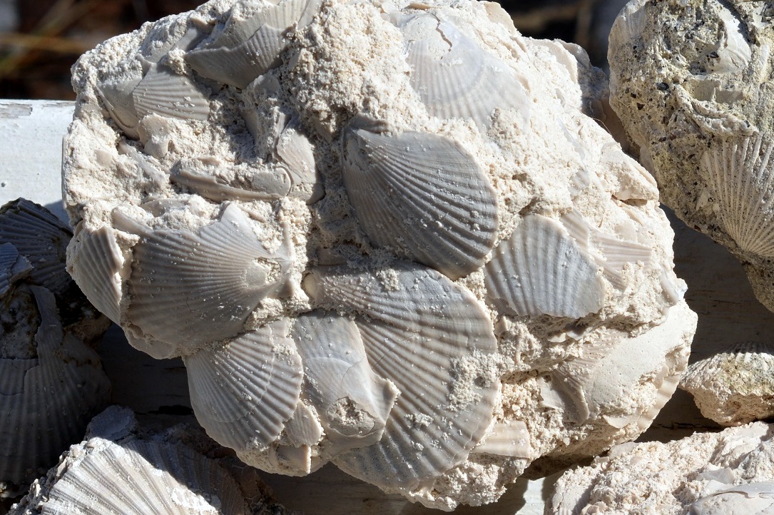 Florida part 3 - Fossil Hunting Trips - The Fossil Forum