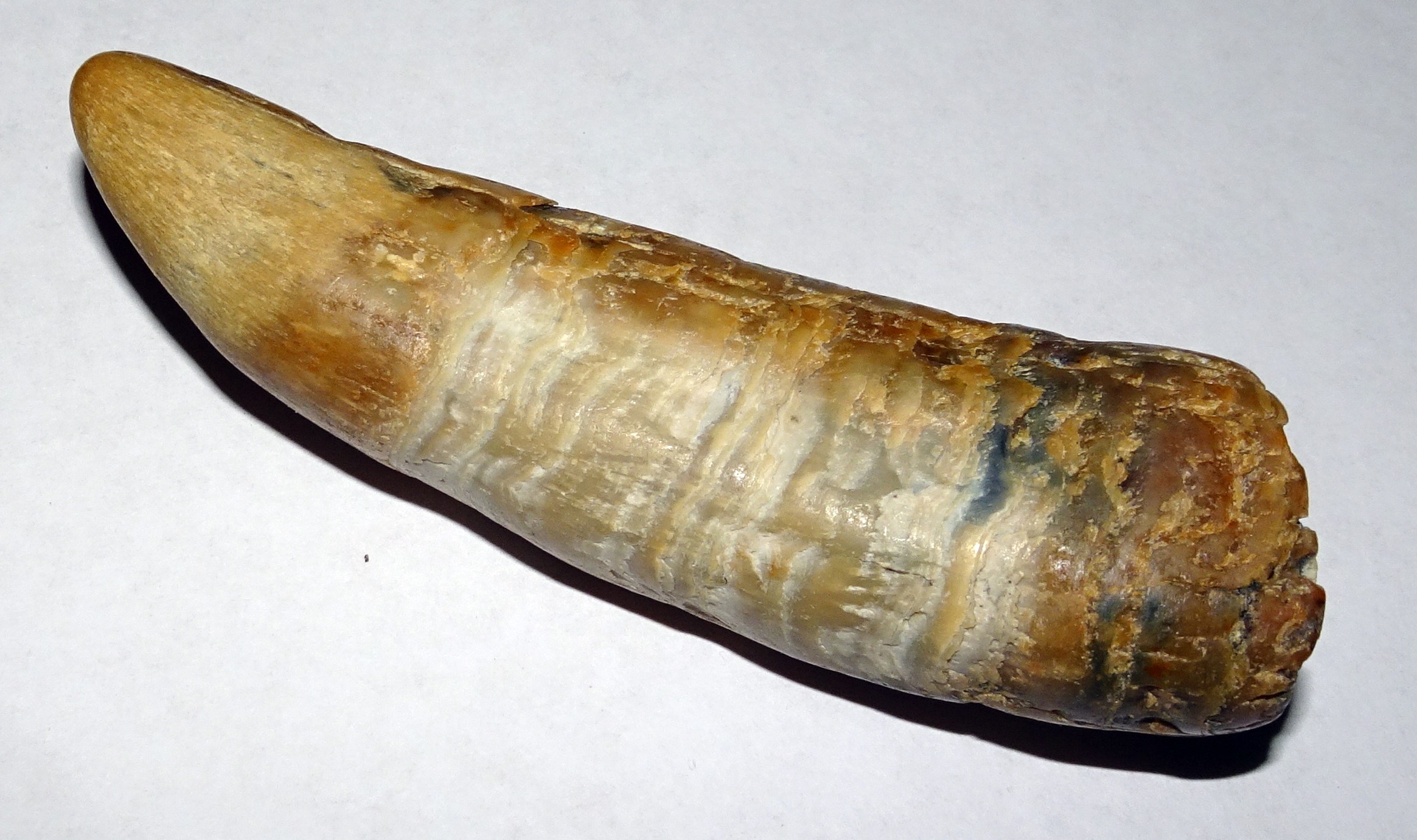 Agatized Tooth from Central Oregon Coast - Fossil ID - The Fossil Forum
