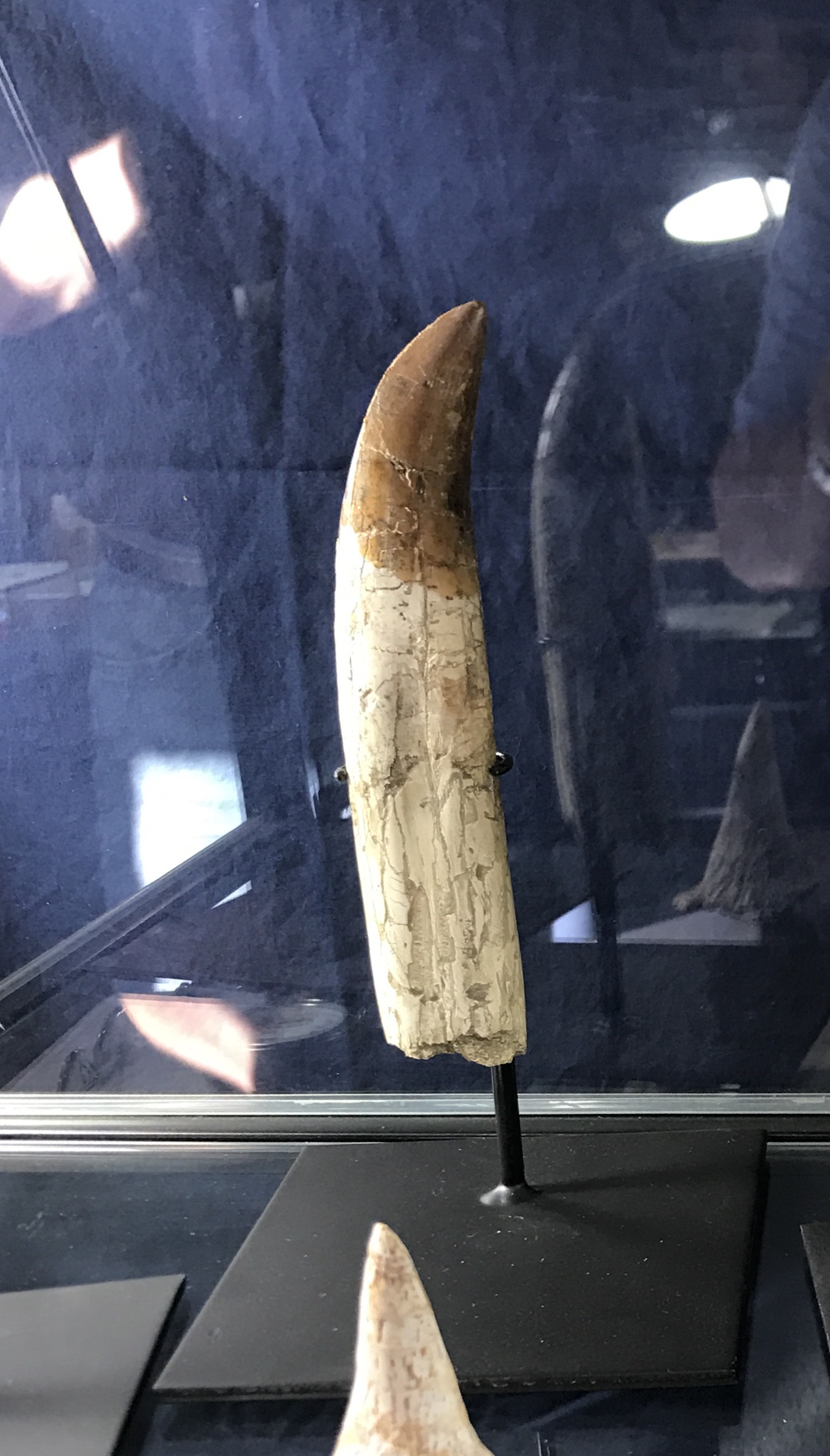 Japan Fossil Show - General Fossil Discussion - The Fossil Forum