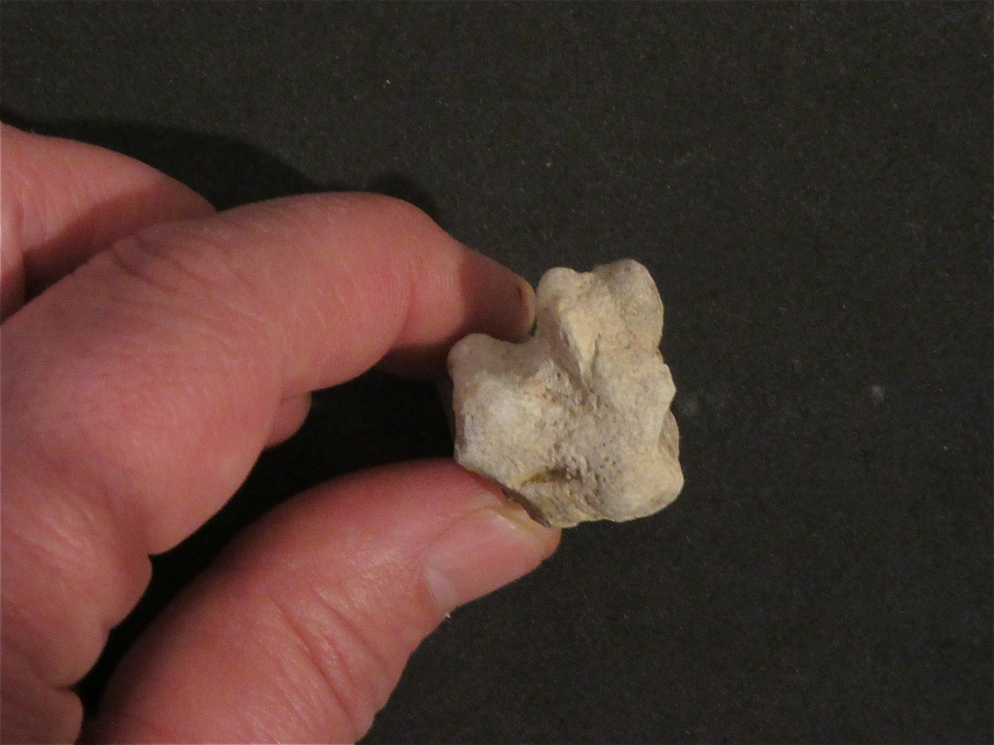 Bone or not bone ? - Fossil ID - The Fossil Forum