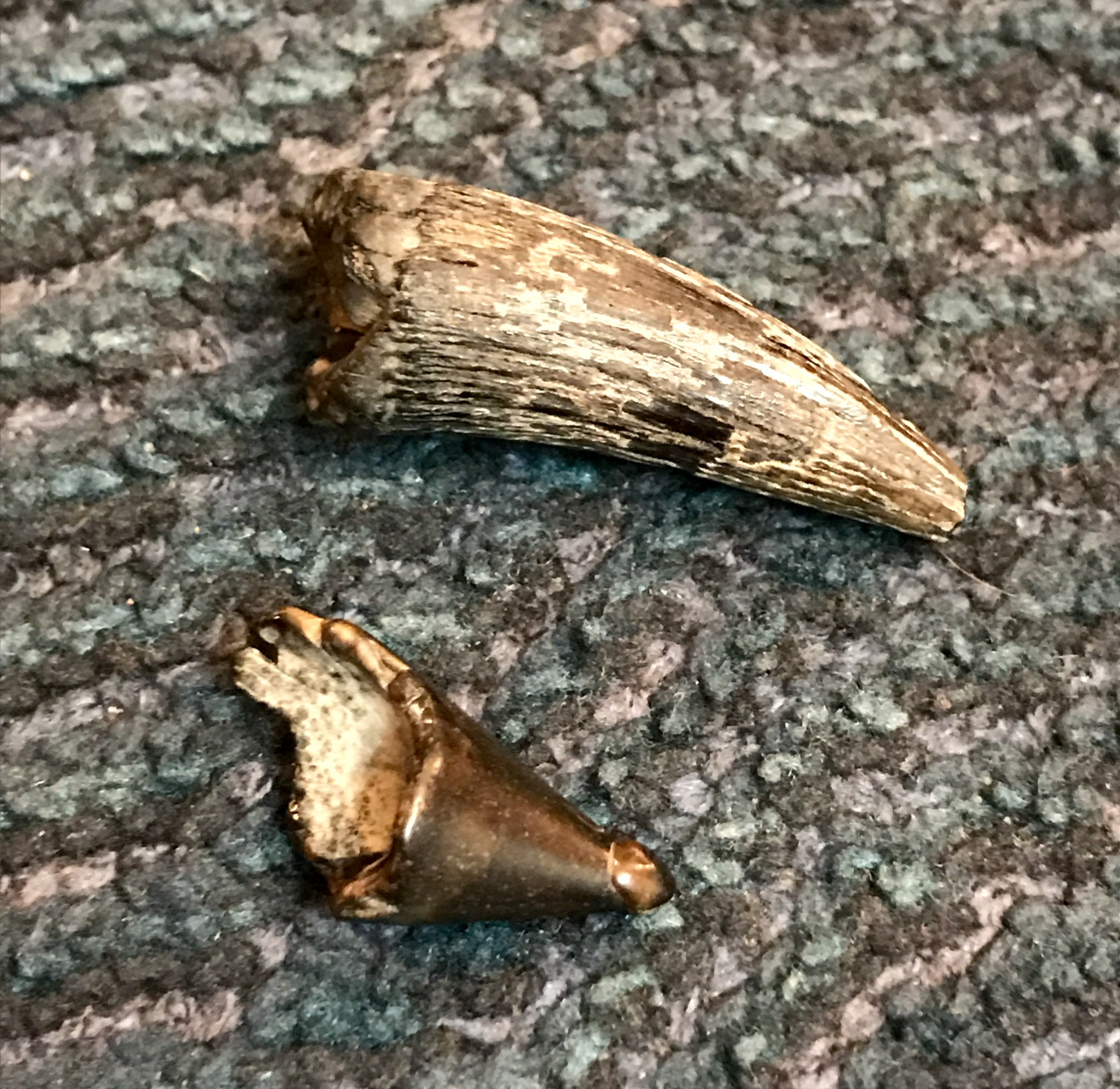 Crocodile Tooth and other? - Fossil ID - The Fossil Forum
