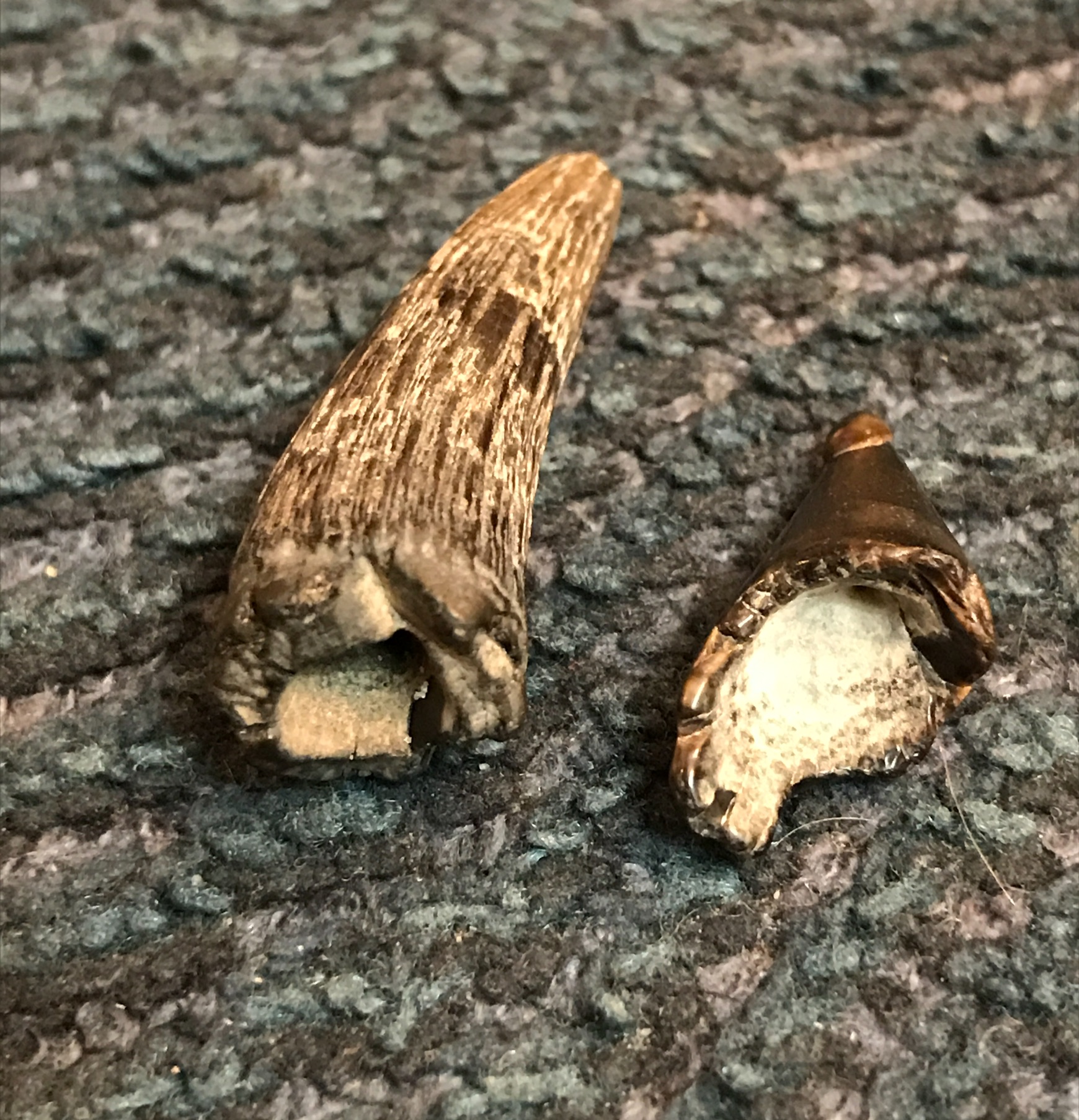 Crocodile Tooth and other? - Fossil ID - The Fossil Forum