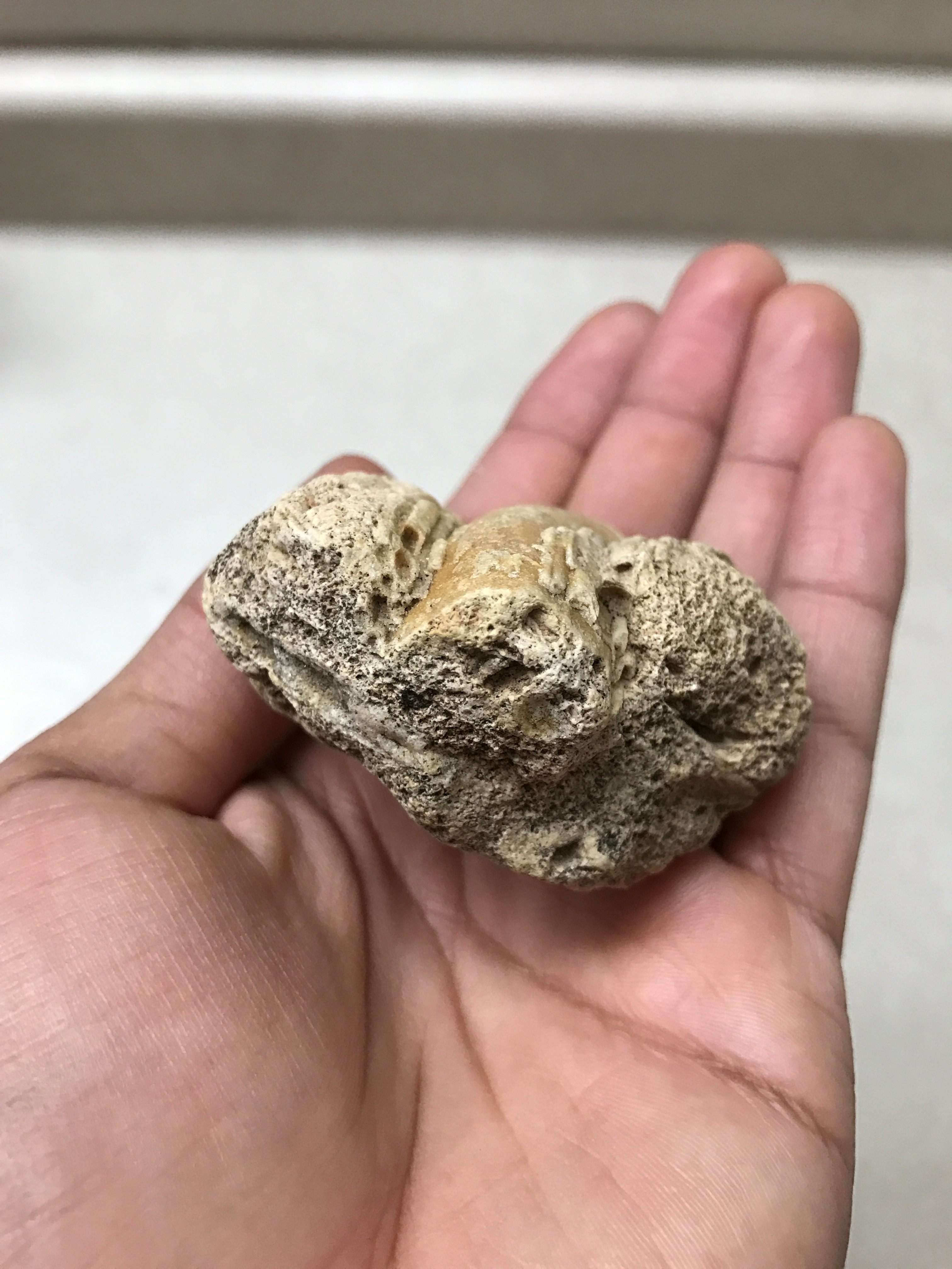tooth in coral? - Fossil ID - The Fossil Forum
