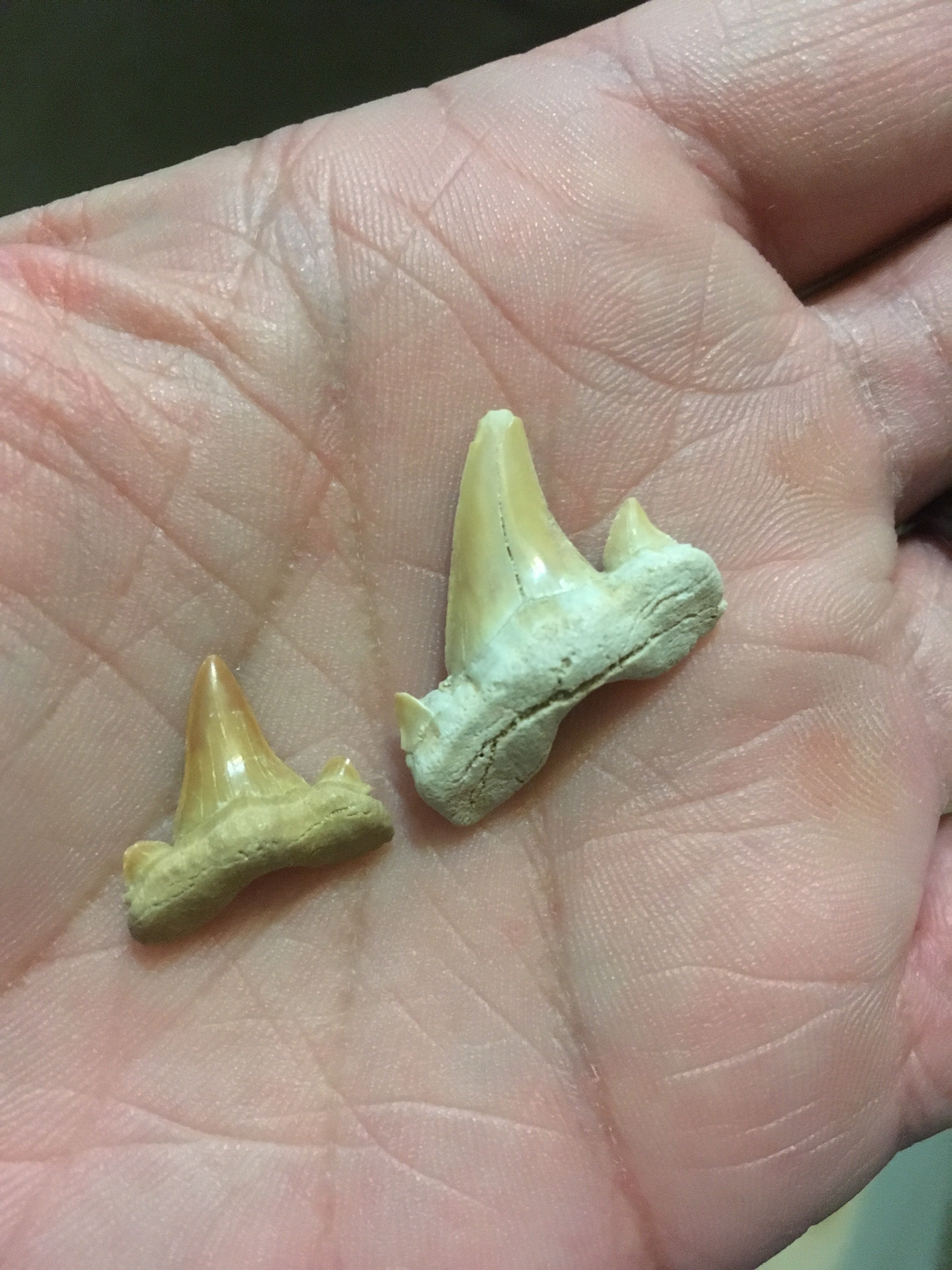 Couple of Moroccan shark teeth - Fossil ID - The Fossil Forum