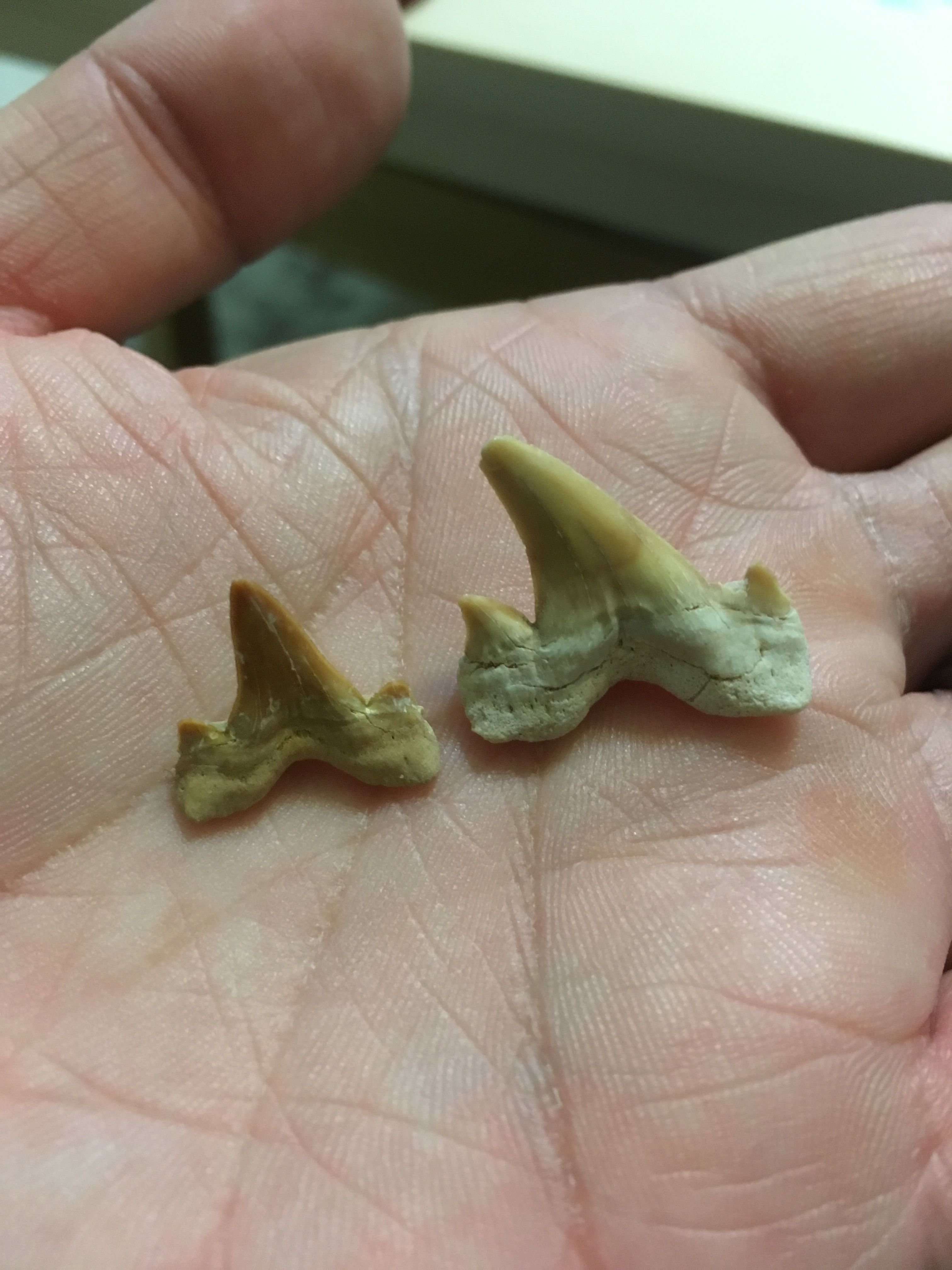 Couple of Moroccan shark teeth - Fossil ID - The Fossil Forum