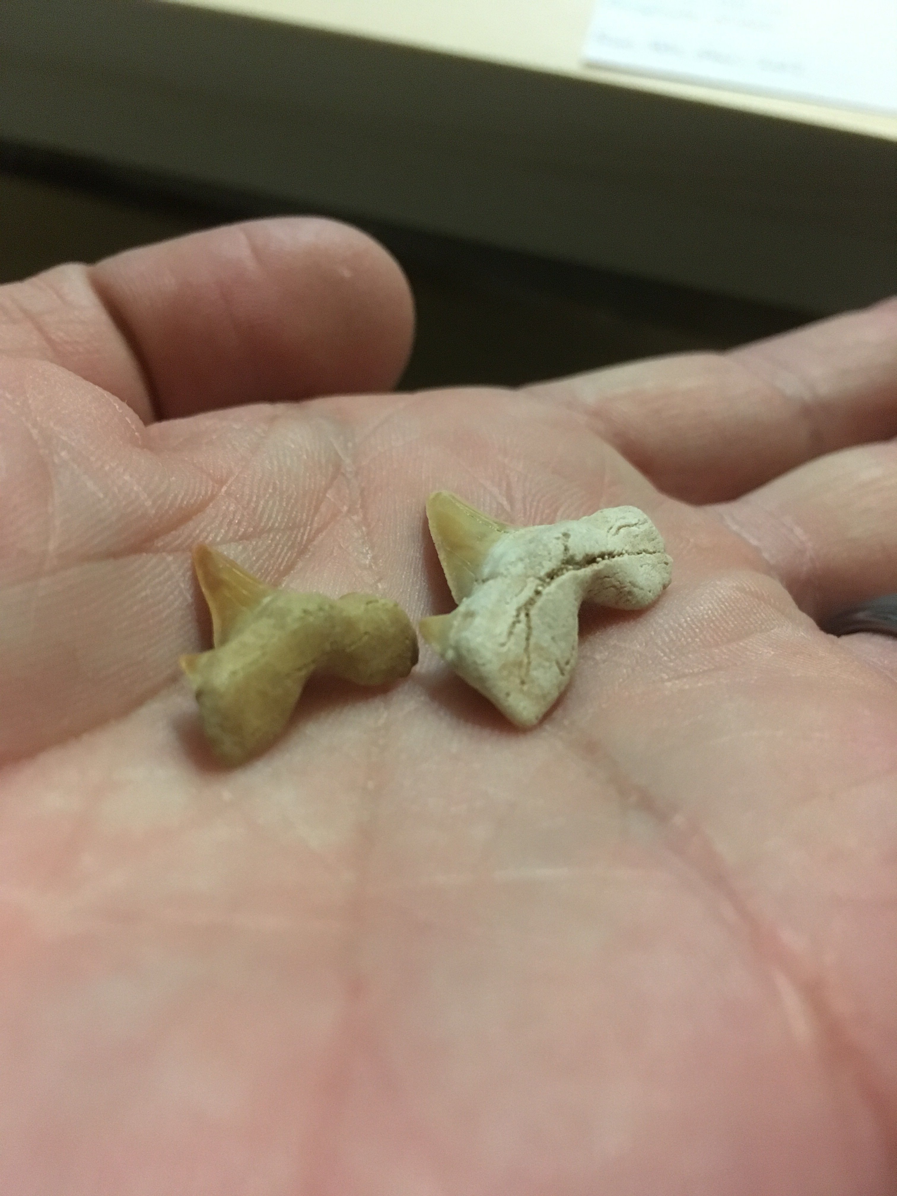 Couple of Moroccan shark teeth - Fossil ID - The Fossil Forum