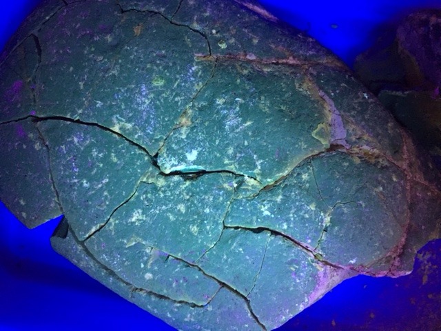 Need help identifying.. - Fossil ID - The Fossil Forum
