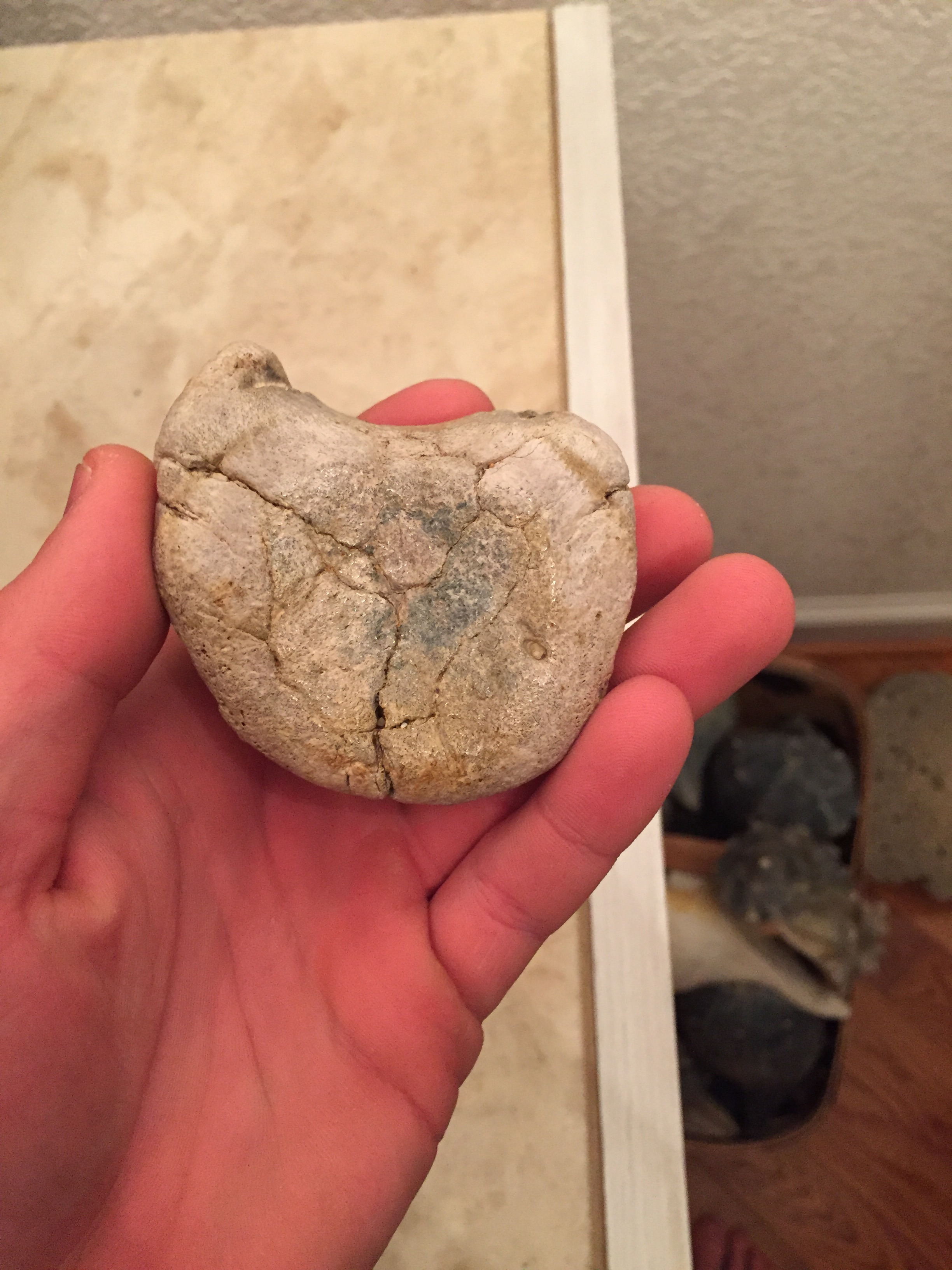 Hello! Please help me identify fossilized bone - Fossil ID - The Fossil ...