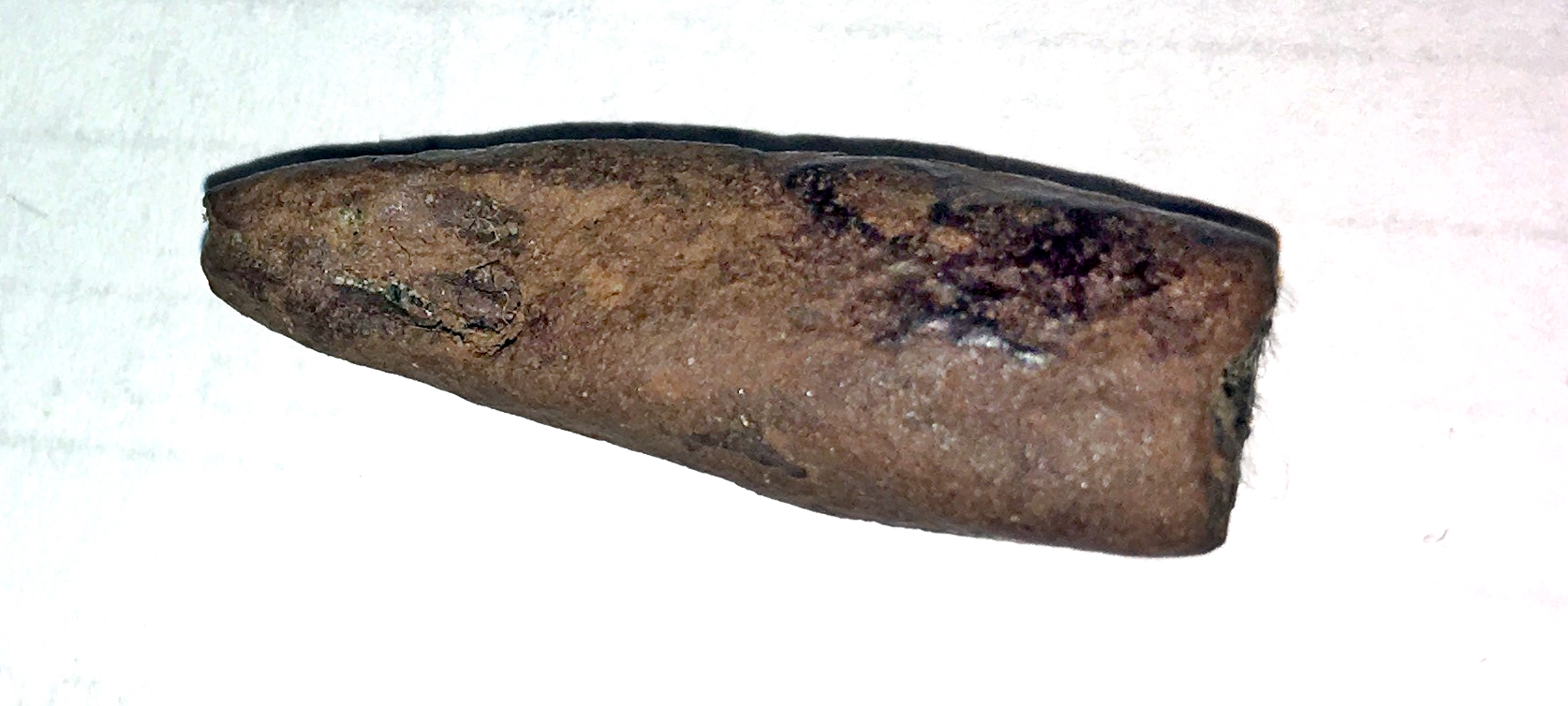 NEW member! NEW finds! - Fossil ID - The Fossil Forum