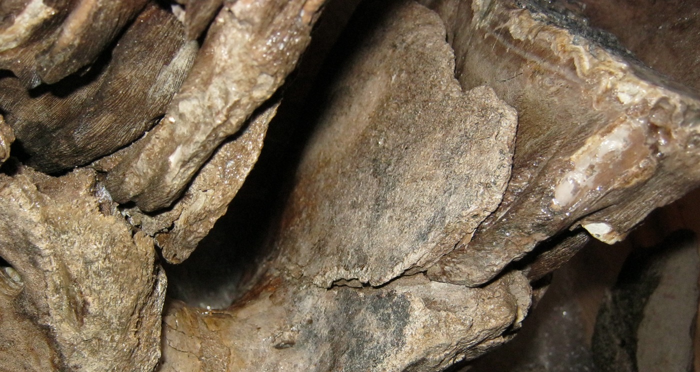 Mammoth Collections Repair - Fossil Preparation - The Fossil Forum