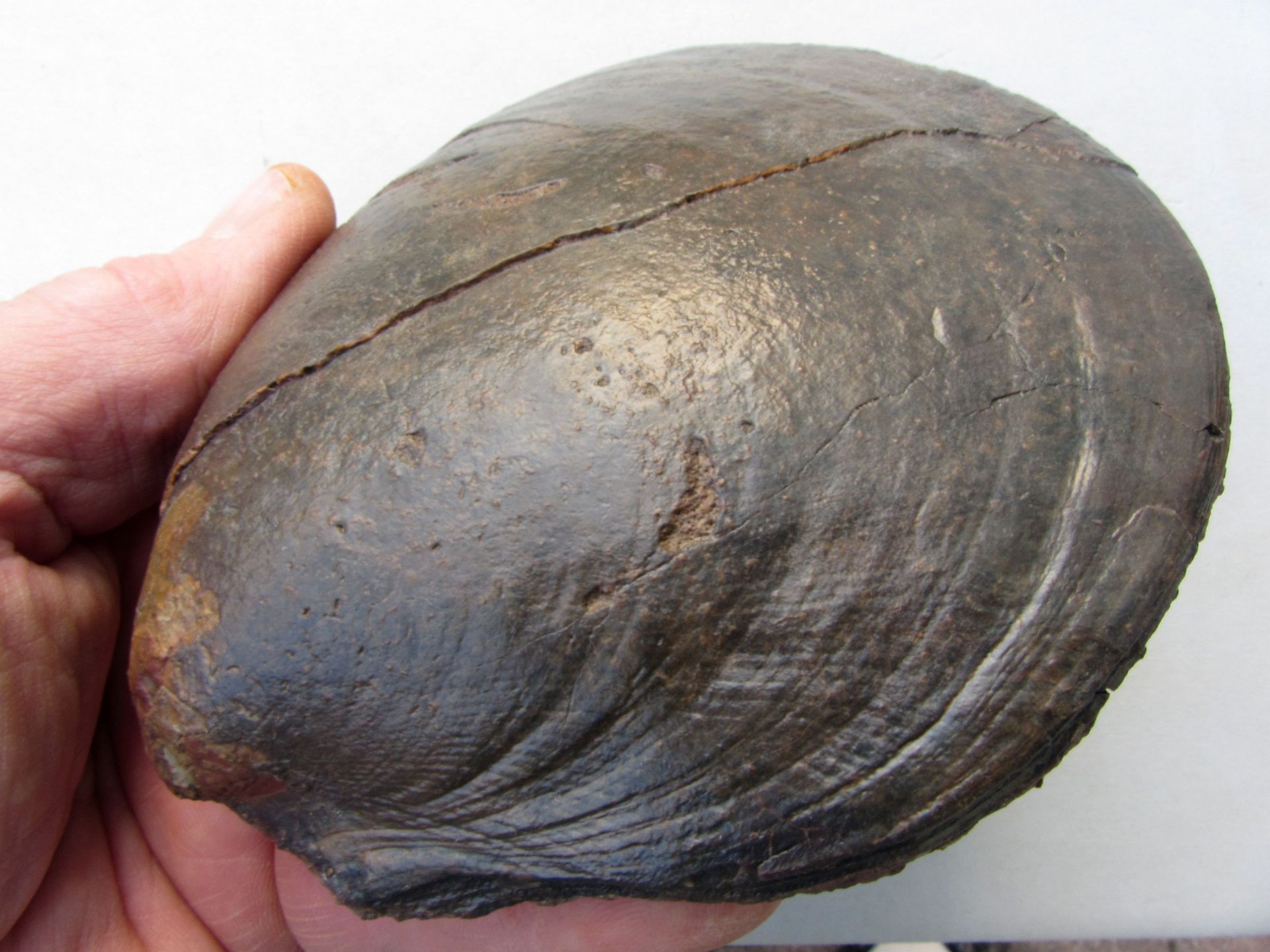At least I found a nice bivalve - Fossil Hunting Trips - The Fossil Forum