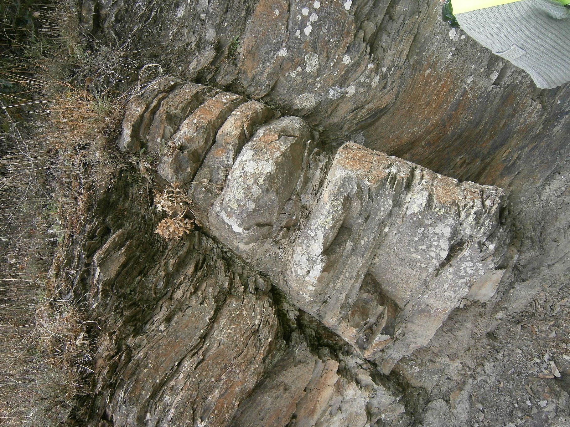 Carboniferous trunk preserved in its natural position - Fossil Hunting ...