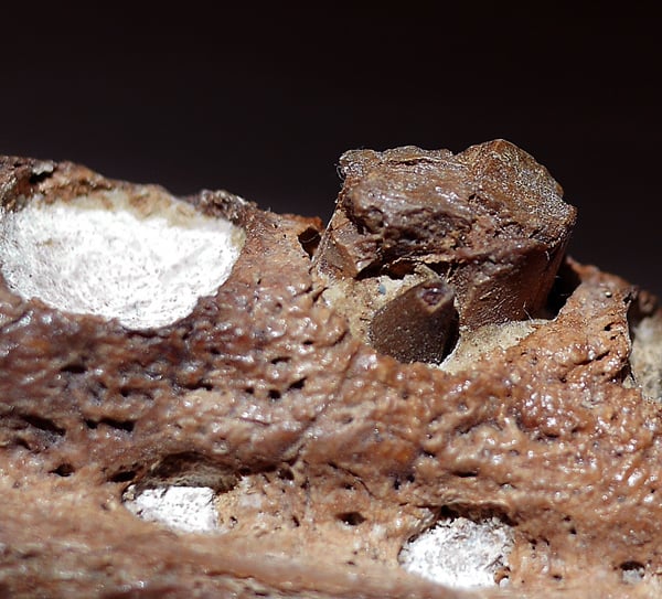 The SG Fossil Cache - My showpiece Plesiosaur jaw - Member Collections ...